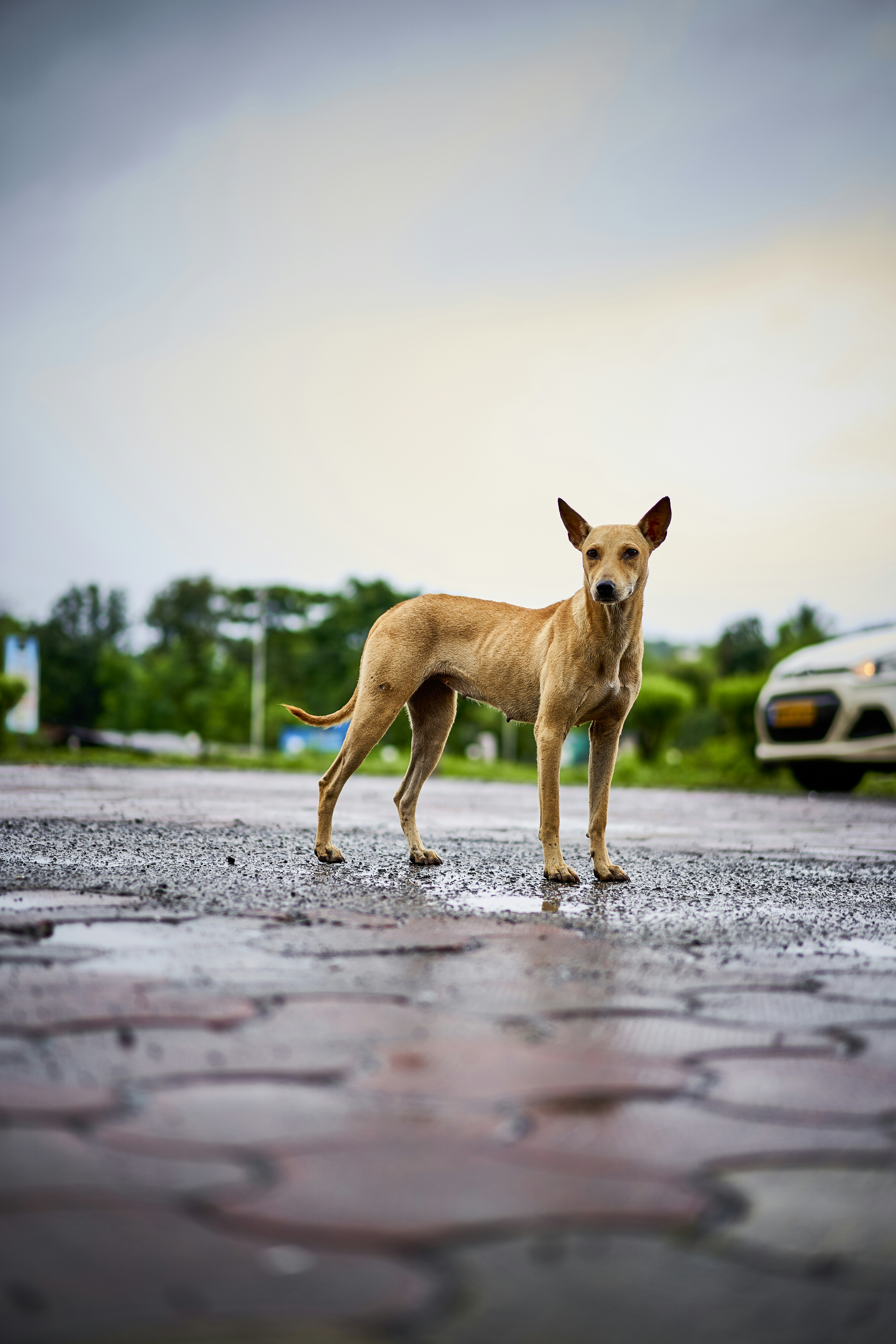Dog Standing Pictures | Download Free Images on Unsplash