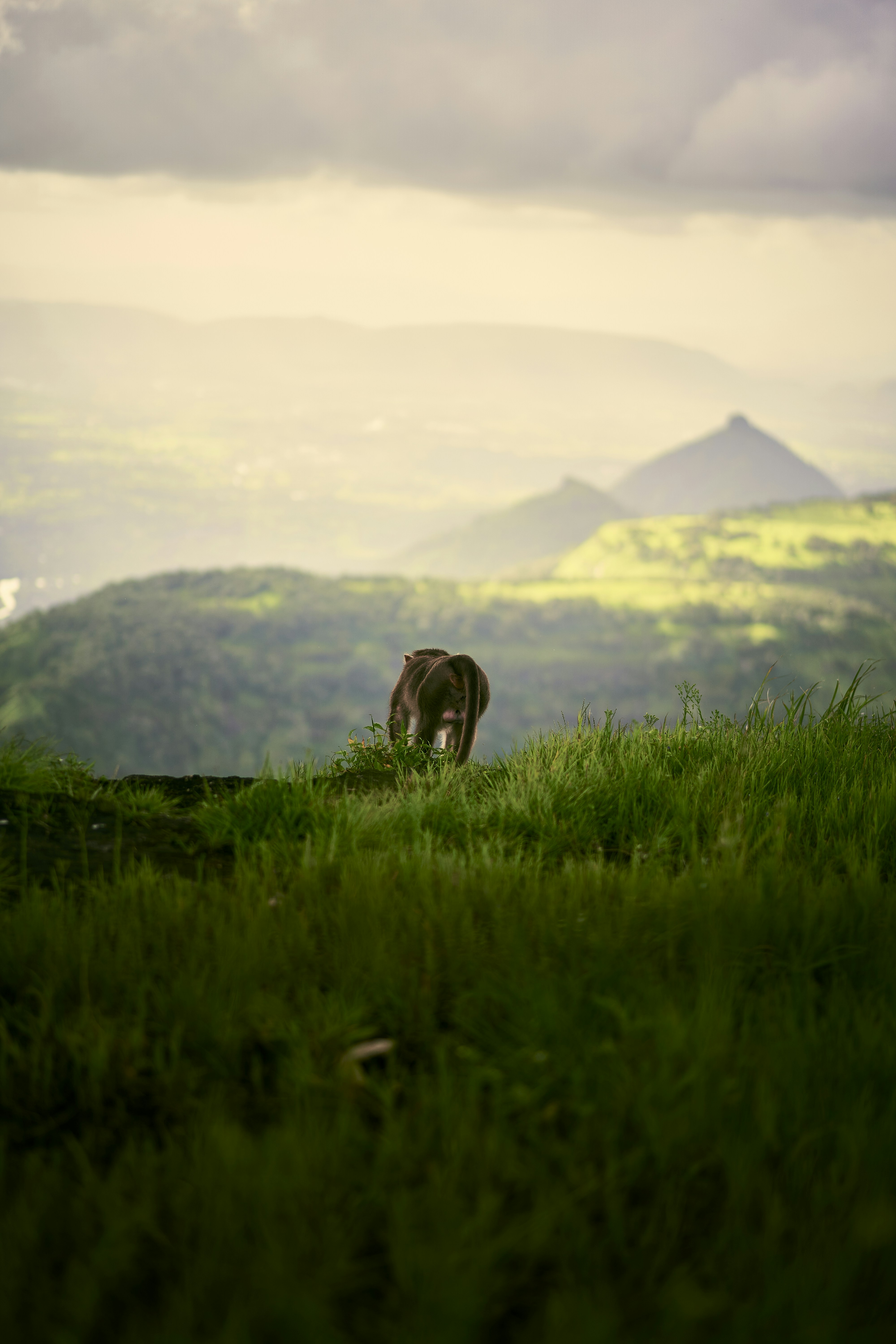 Lone Elephant on a Sunlit Ridge Beneath Misty Hills