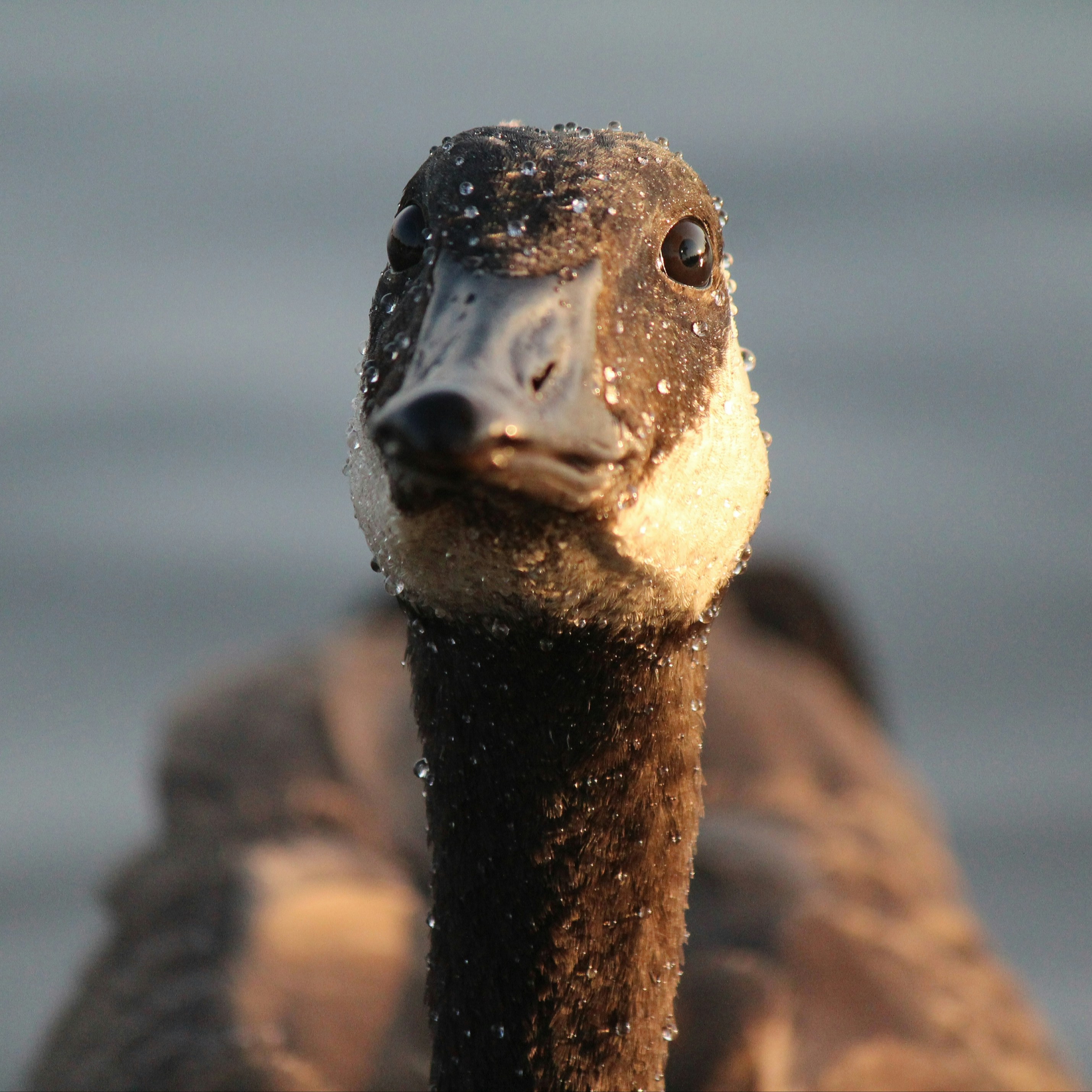 Dewlit Gaze: A close-up of a water-dusted goose facing the lens