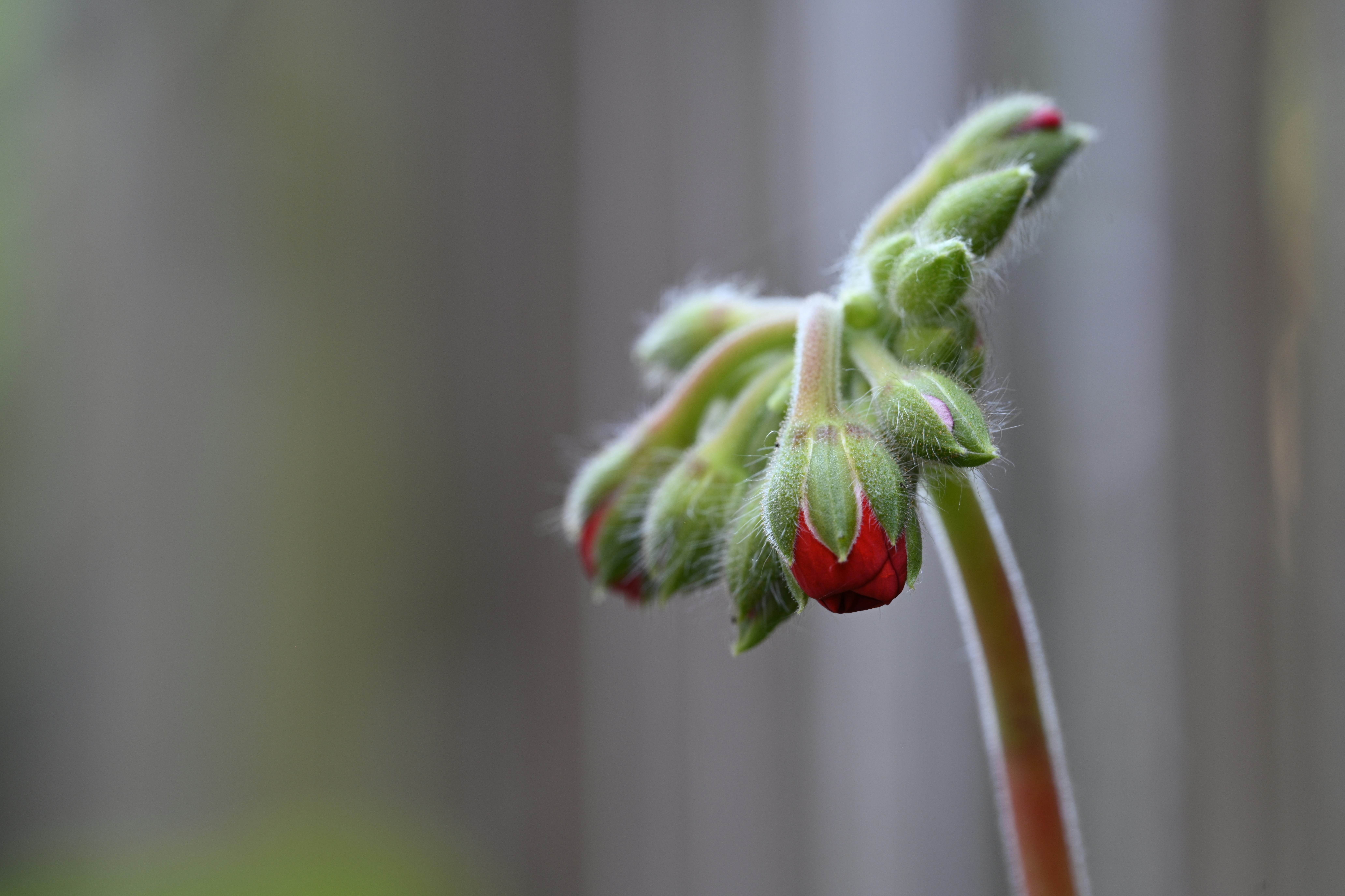 Emerging Blossoms in Soft Focus