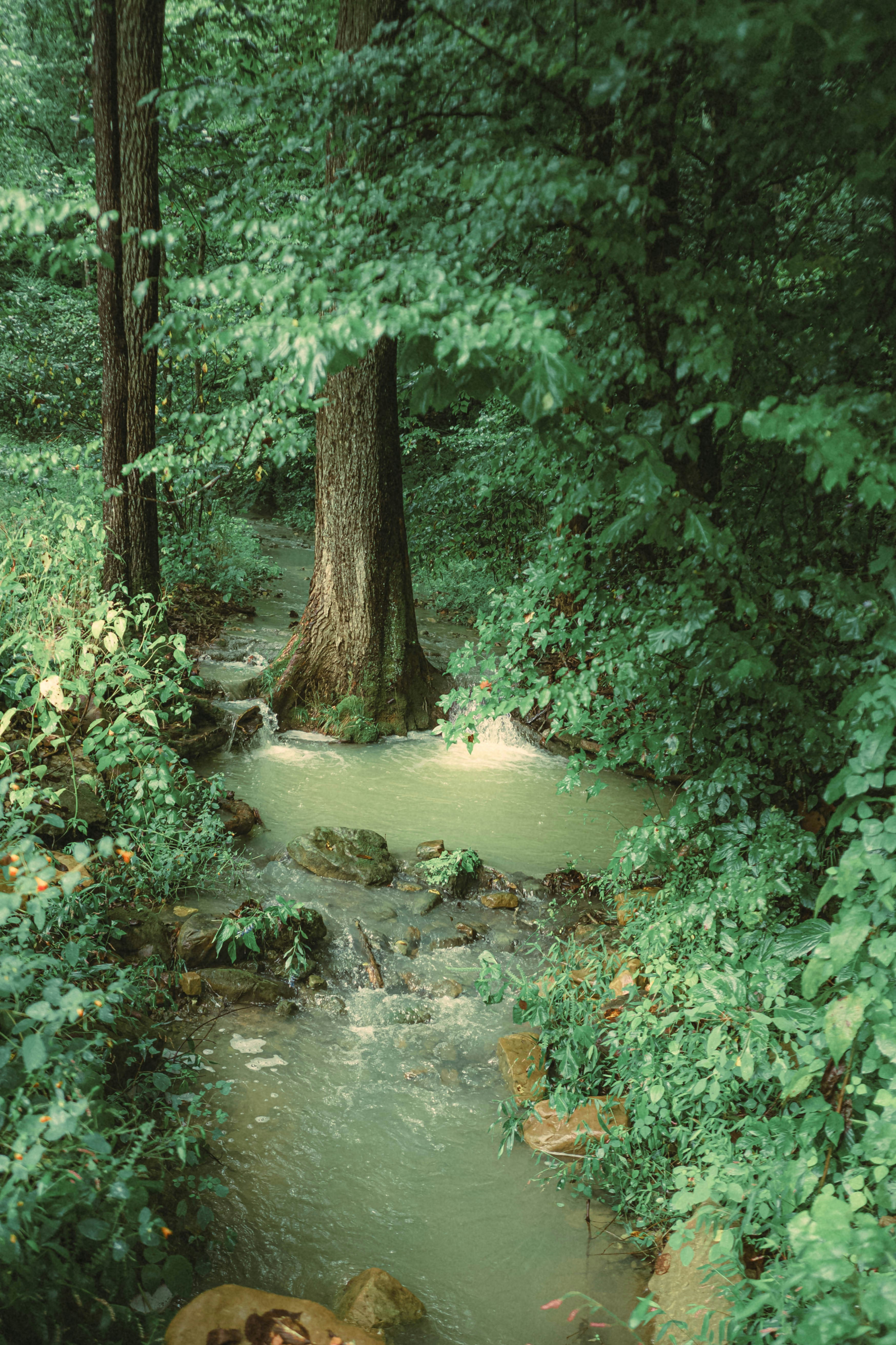 Un ruisseau qui traverse une forêt verdoyante photo – Photo Végétation ...