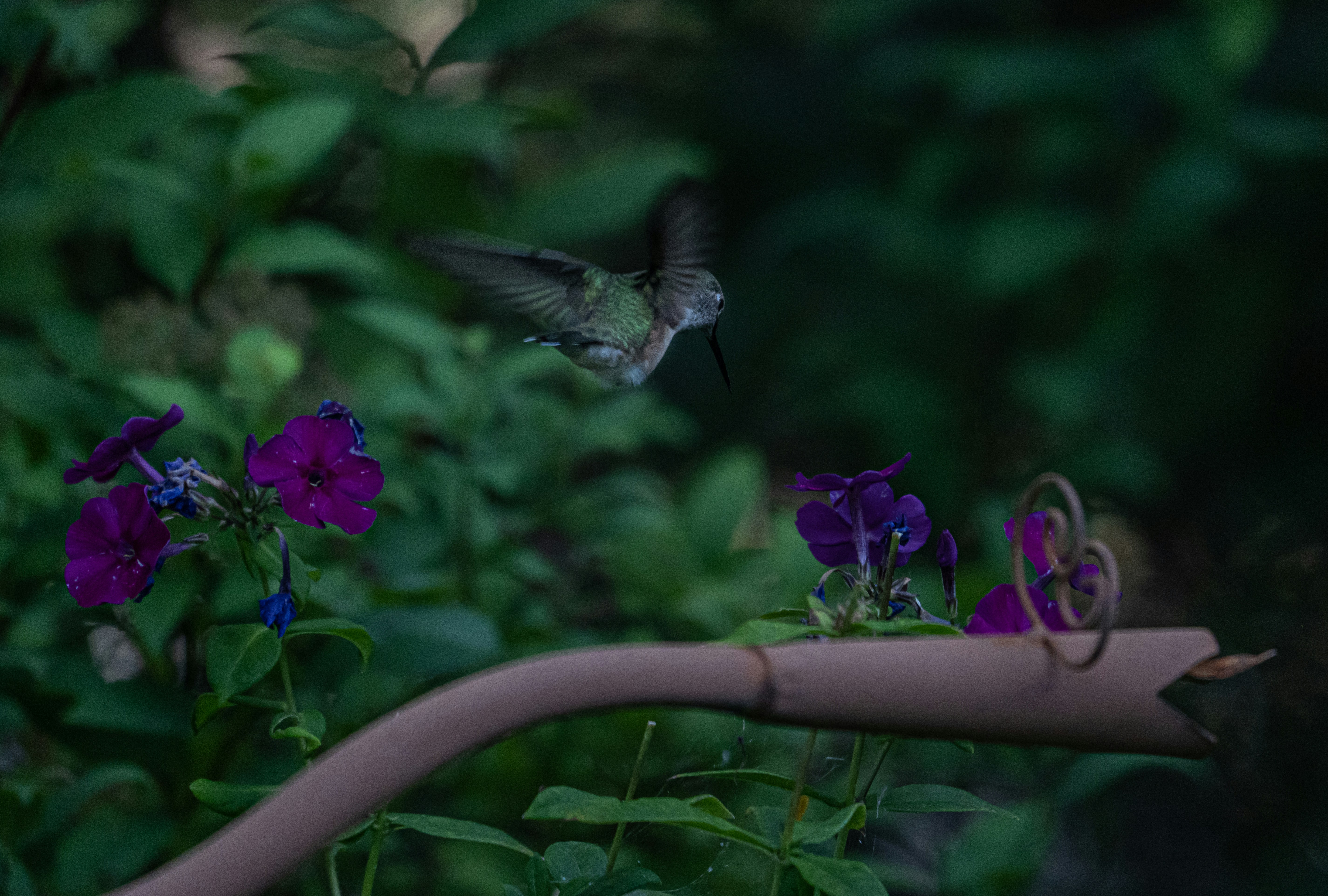 Hovering Hummingbird at Dusk: Violet Petals and a Curved Garden Hose