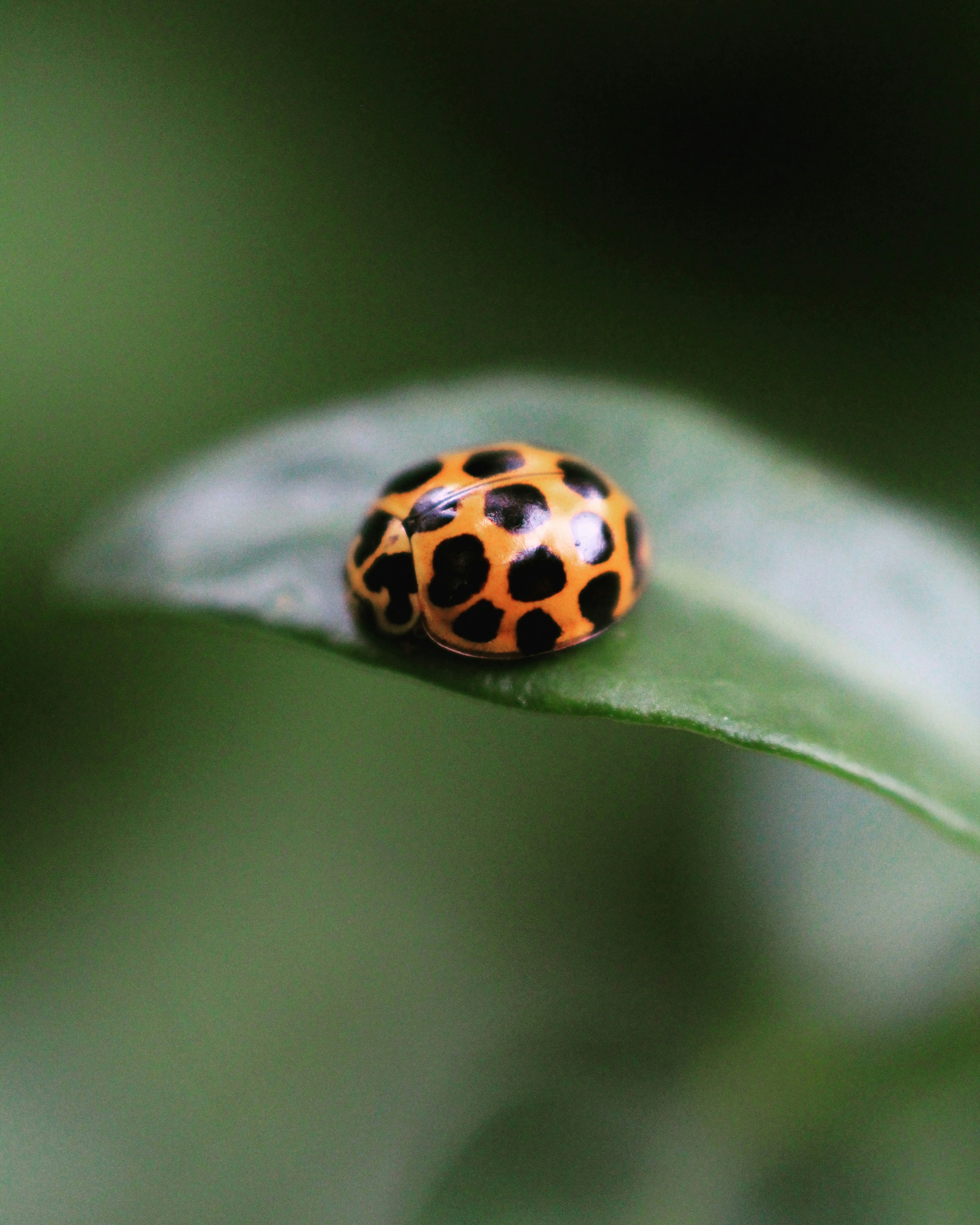 A lady bug sitting on top of a green leaf photo – Free South gippsland ...