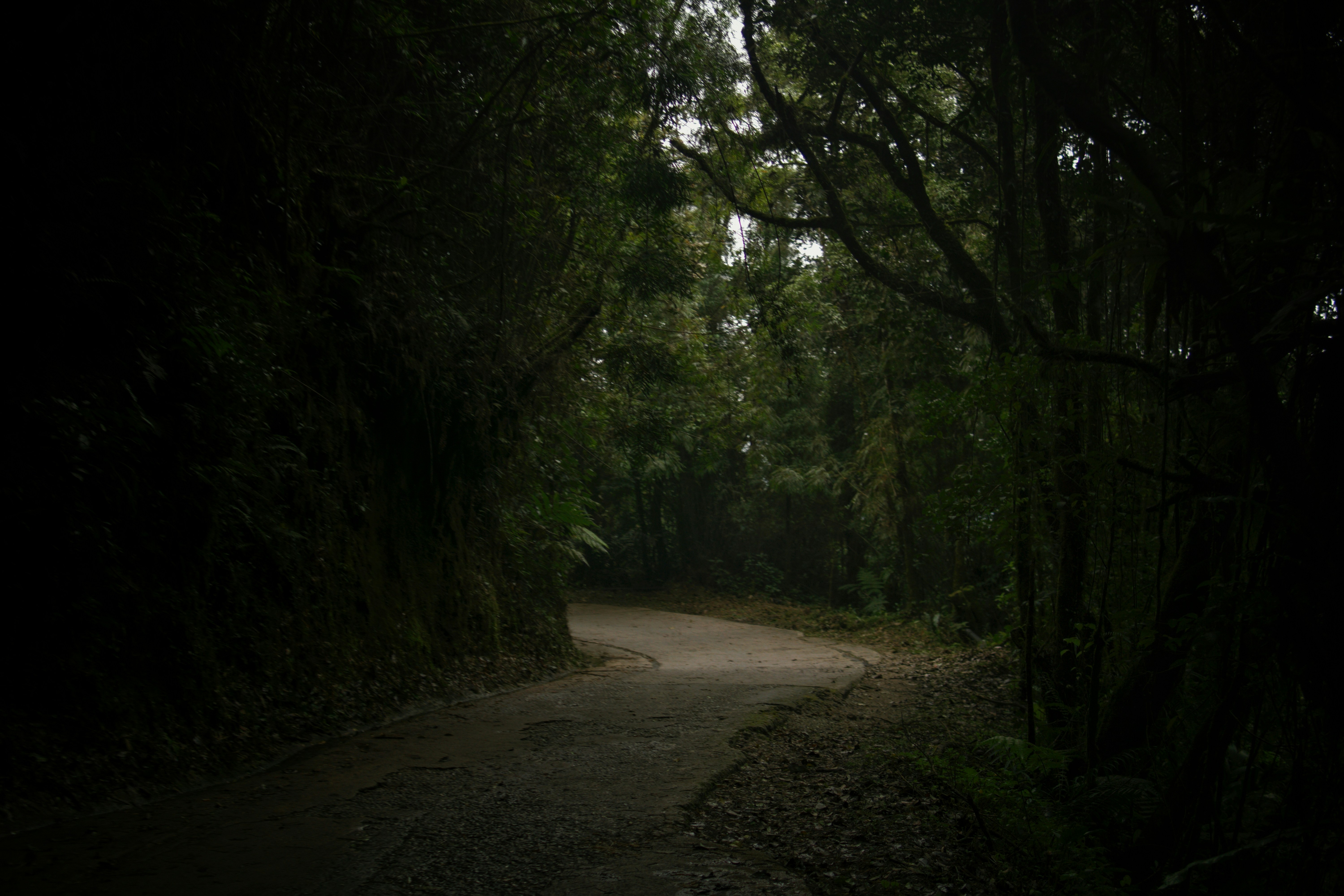 Un chemin de terre au milieu d’une forêt photo – Photo Chemin Gratuite ...