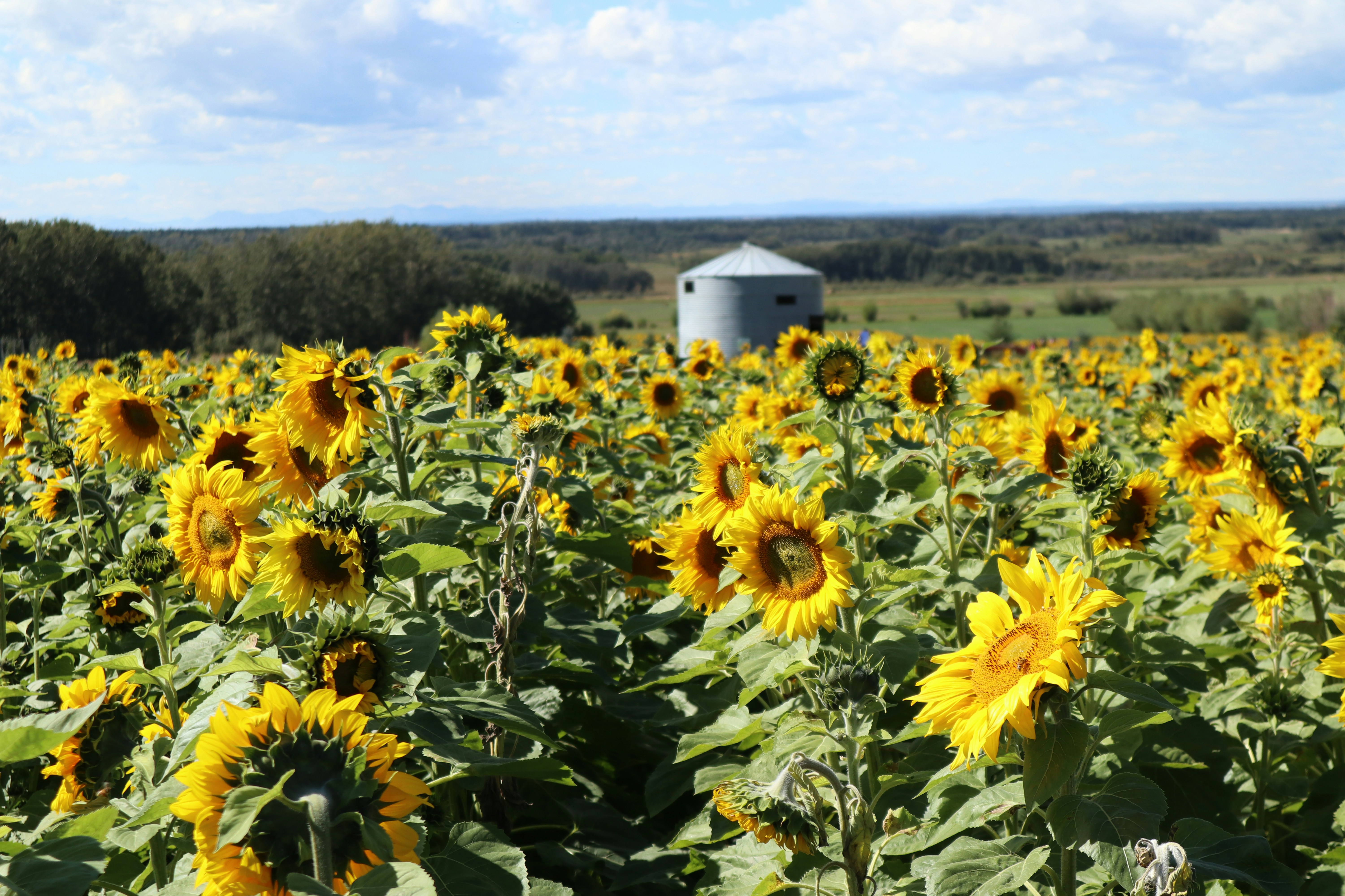 Sunflower Field with a Distant Silo and Open Sky