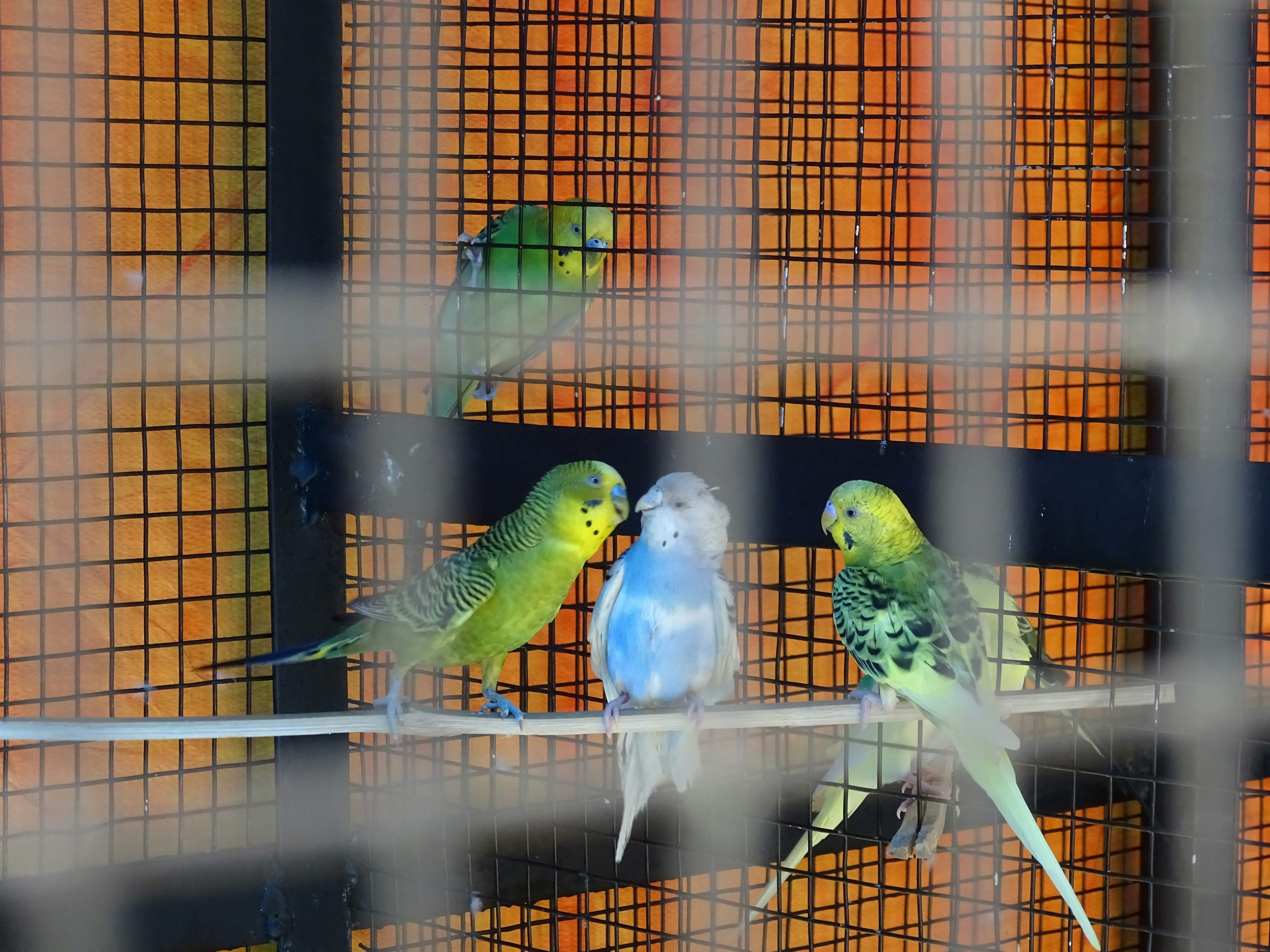 Trois perruches assises sur un perchoir dans une cage photo – Photo ...