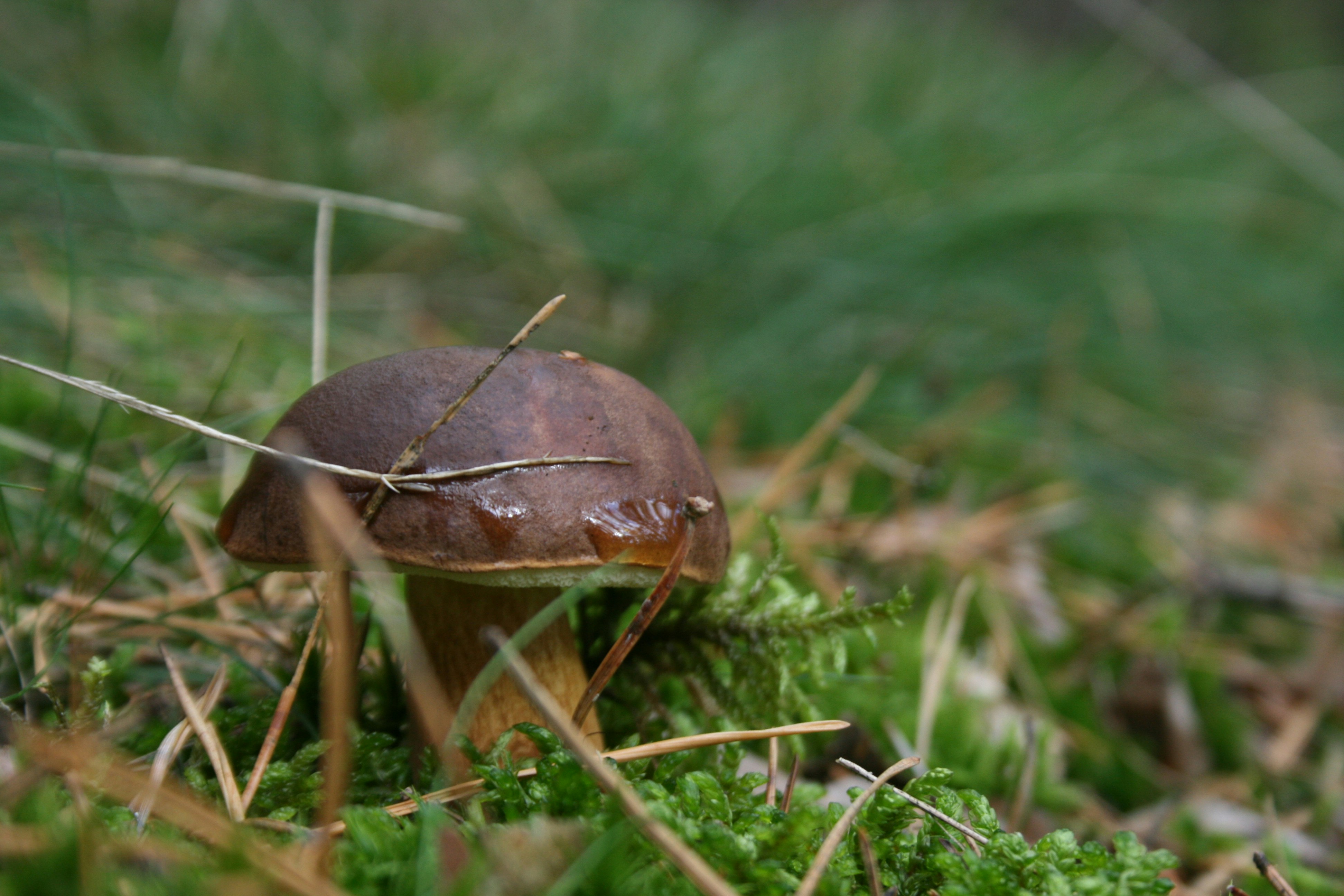 Nature's Hidden Gem: The Forest Fungus