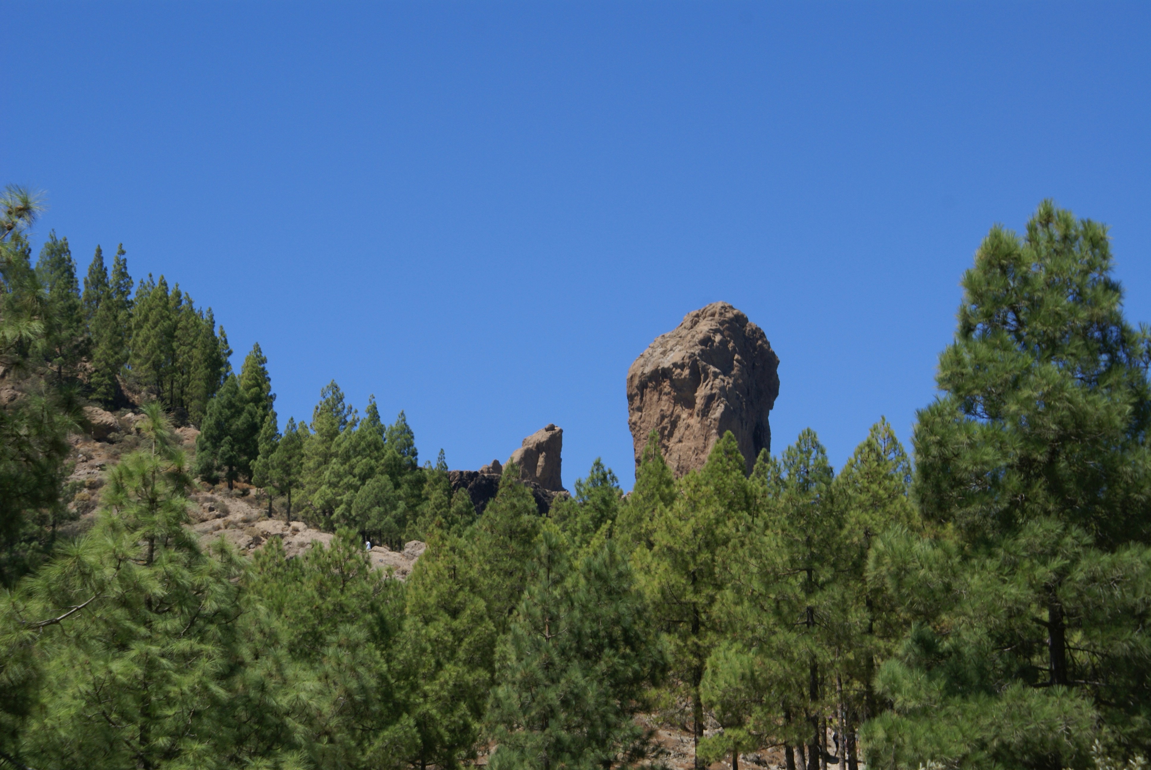 Foto Batu besar di tengah hutan – Gambar Hutan Gratis di Unsplash