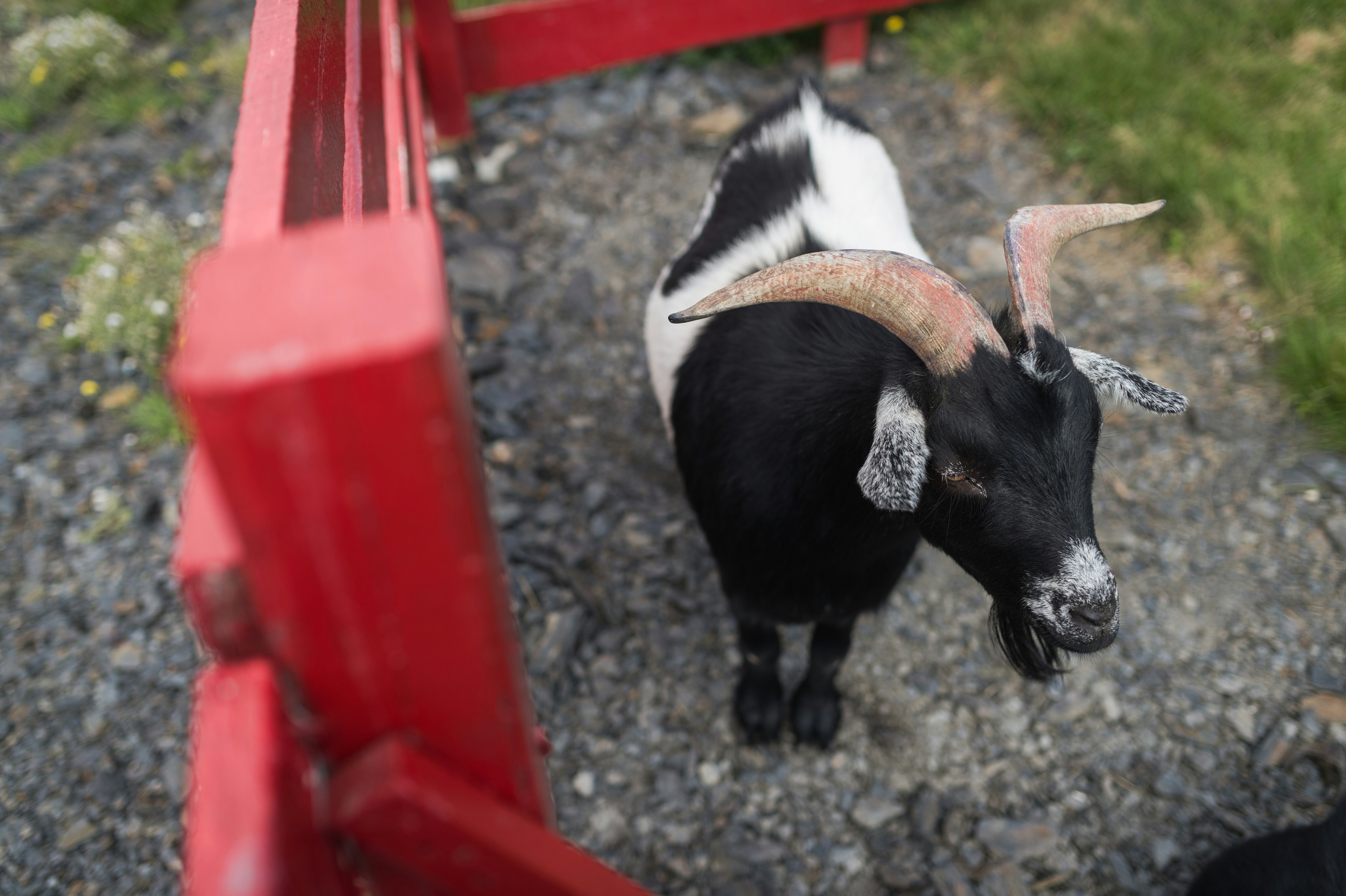 A black and white goat standing next to a red bench photo – Free Animal ...