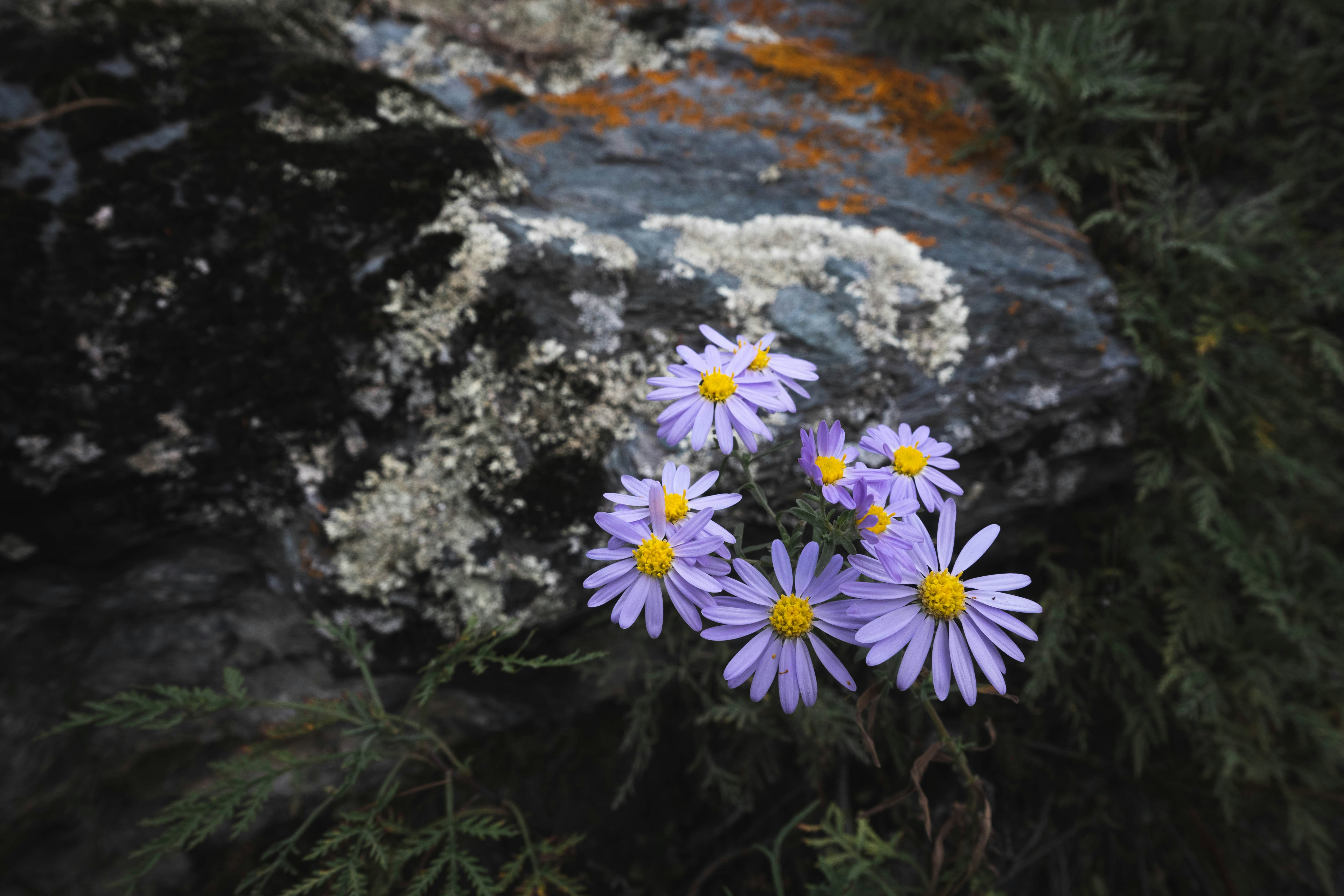 a bunch of purple flowers sitting in front of a rock