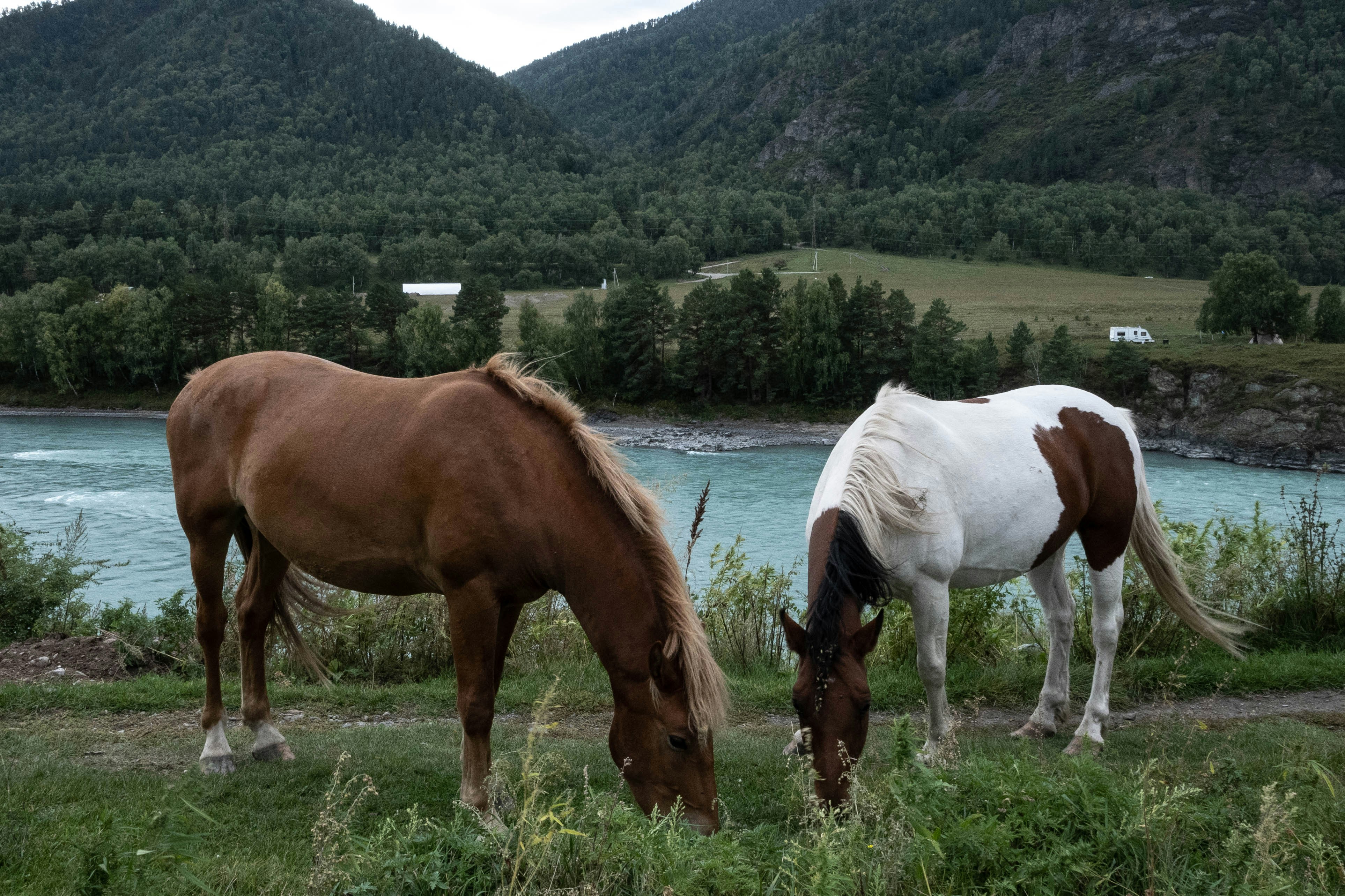 Two horses grazing peacefully beside a river, framed by lush greenery and distant hills.