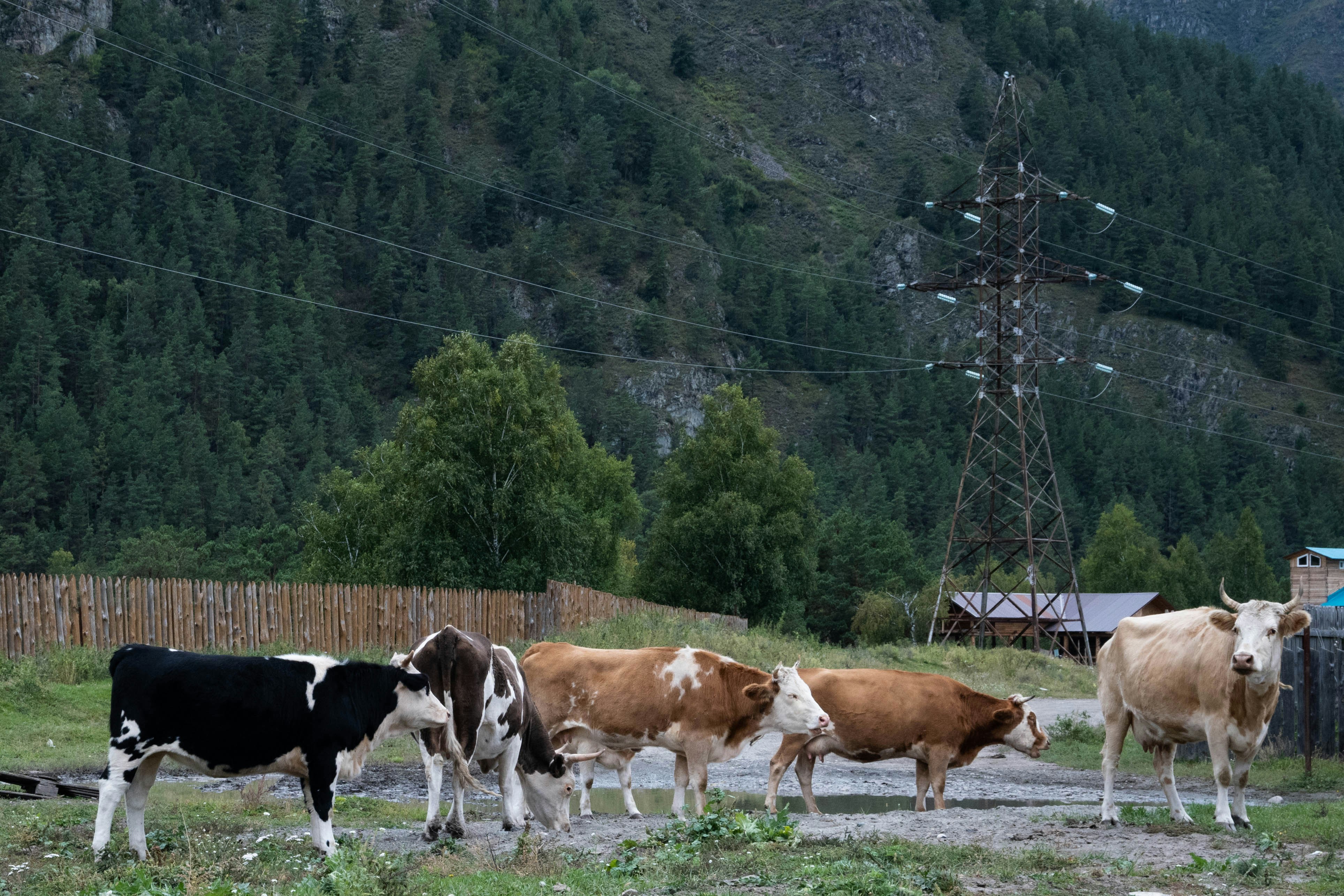 Cattle Parade Under a Grid of Power Lines