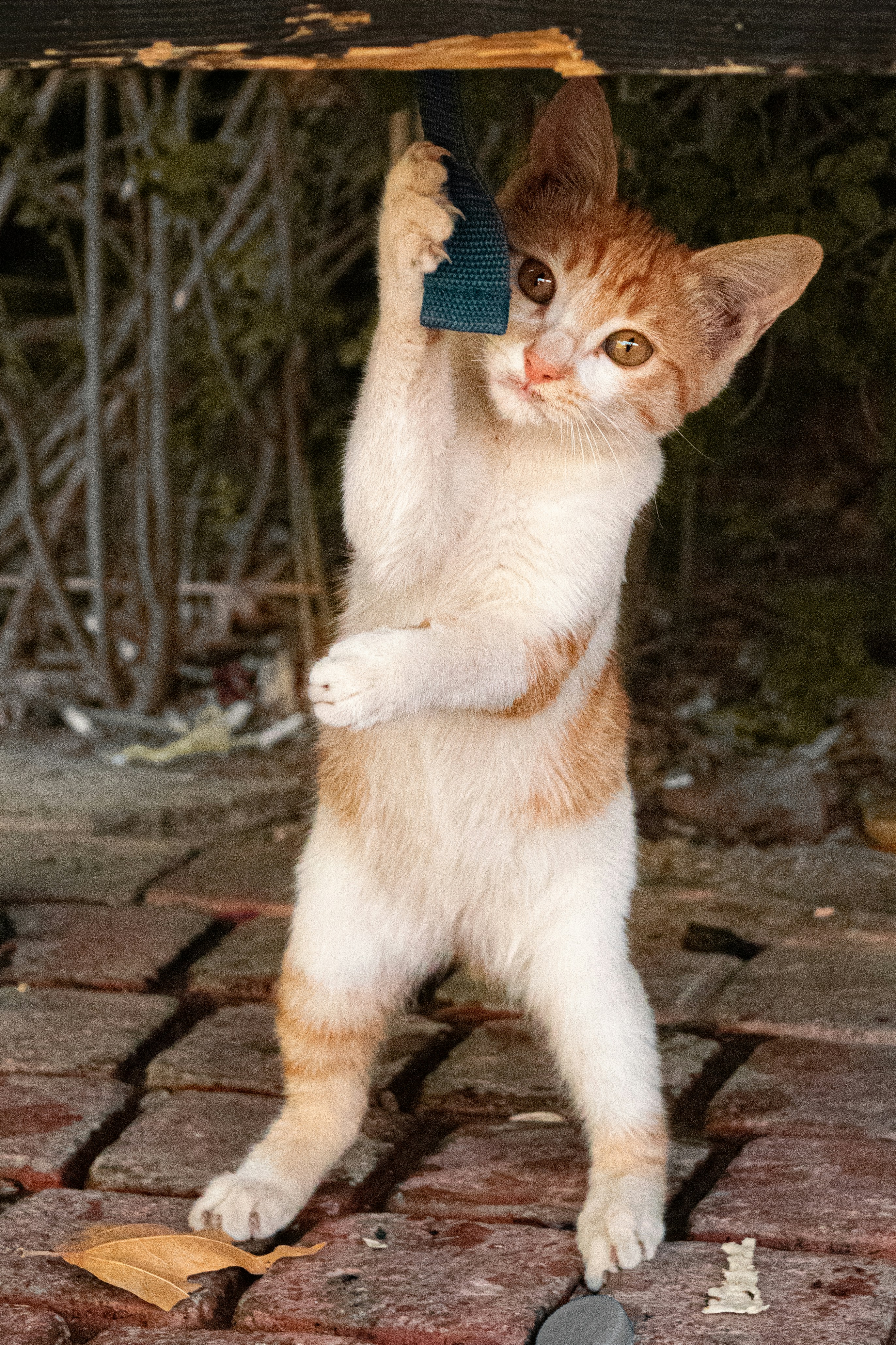 Curious Kitten Clutches a Strap Under a Rustic Overhang