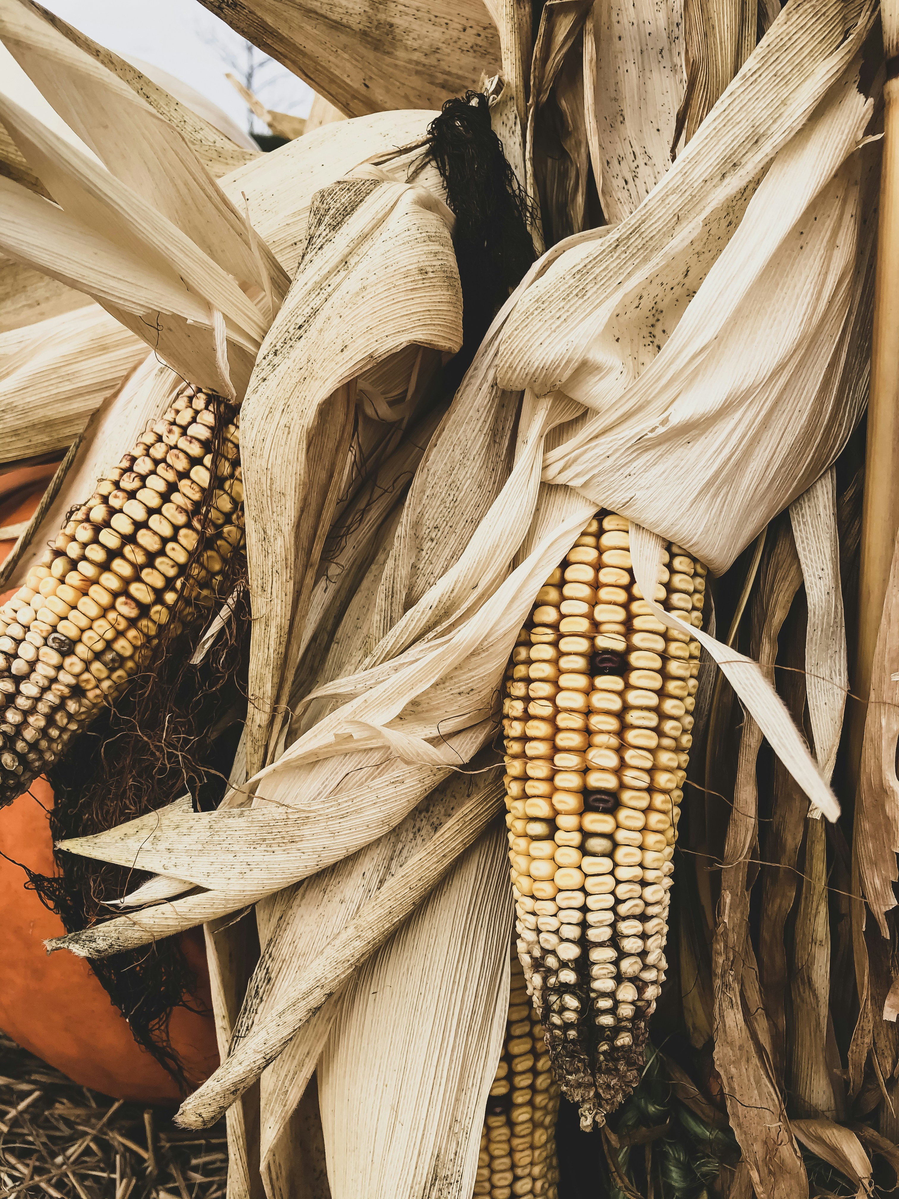 Dried corn cobs nestled among husks, showcasing the textures and colors of fall harvest. A pumpkin peeks through in the background.