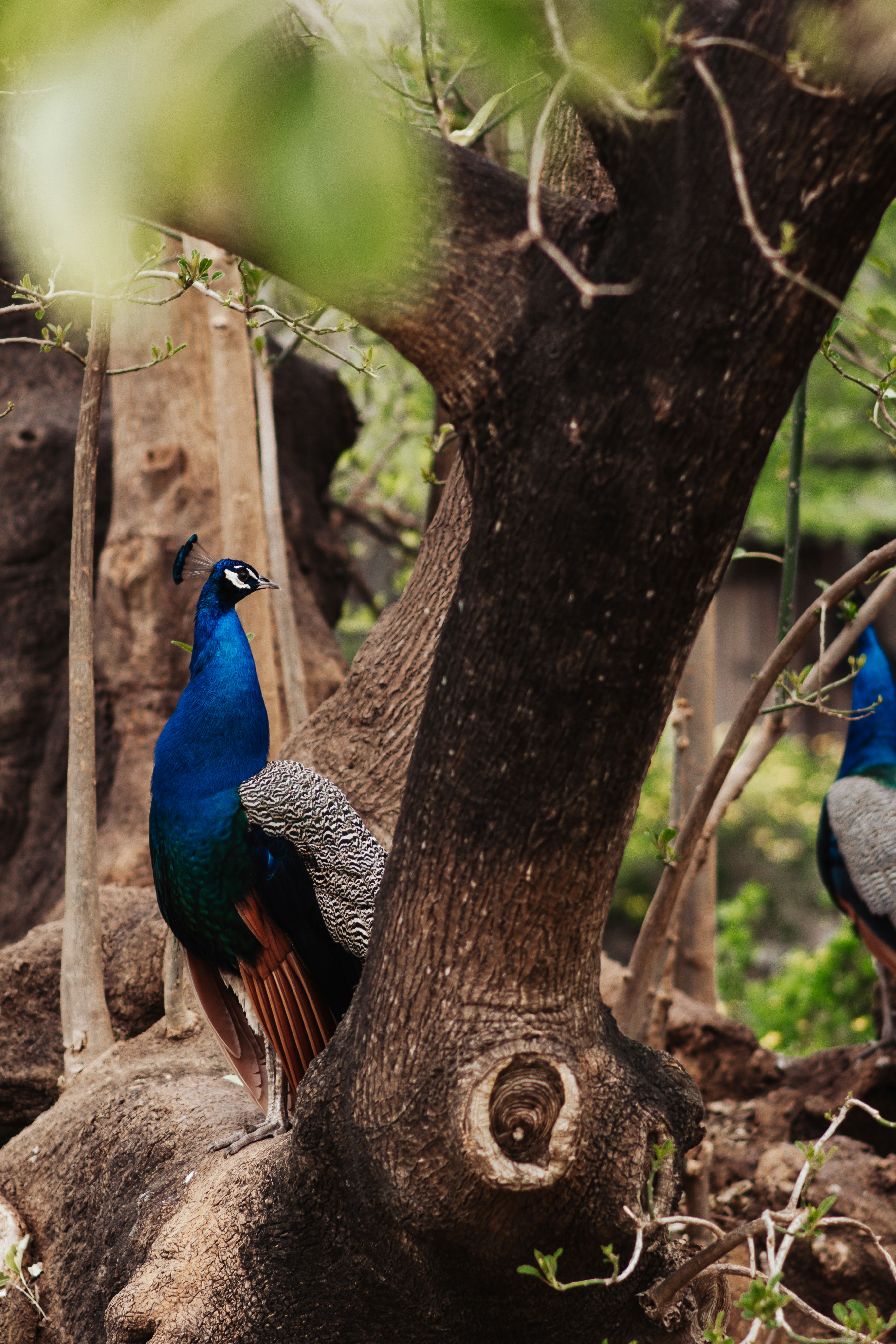 Vibrant peacock perched gracefully on a tree trunk, surrounded by lush greenery.