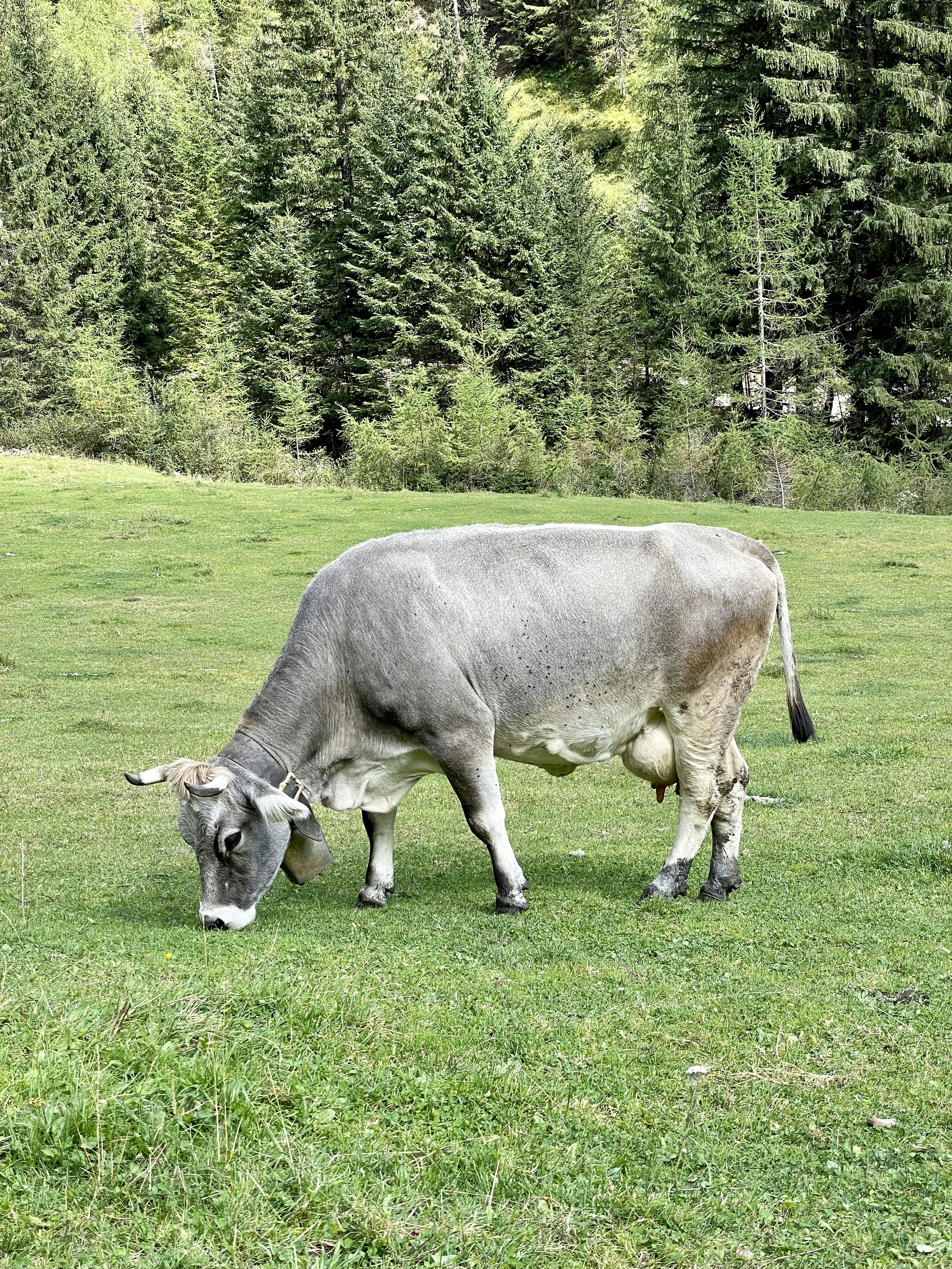 A grey cow peacefully grazing on lush green grass, surrounded by a backdrop of tall trees in a serene meadow.