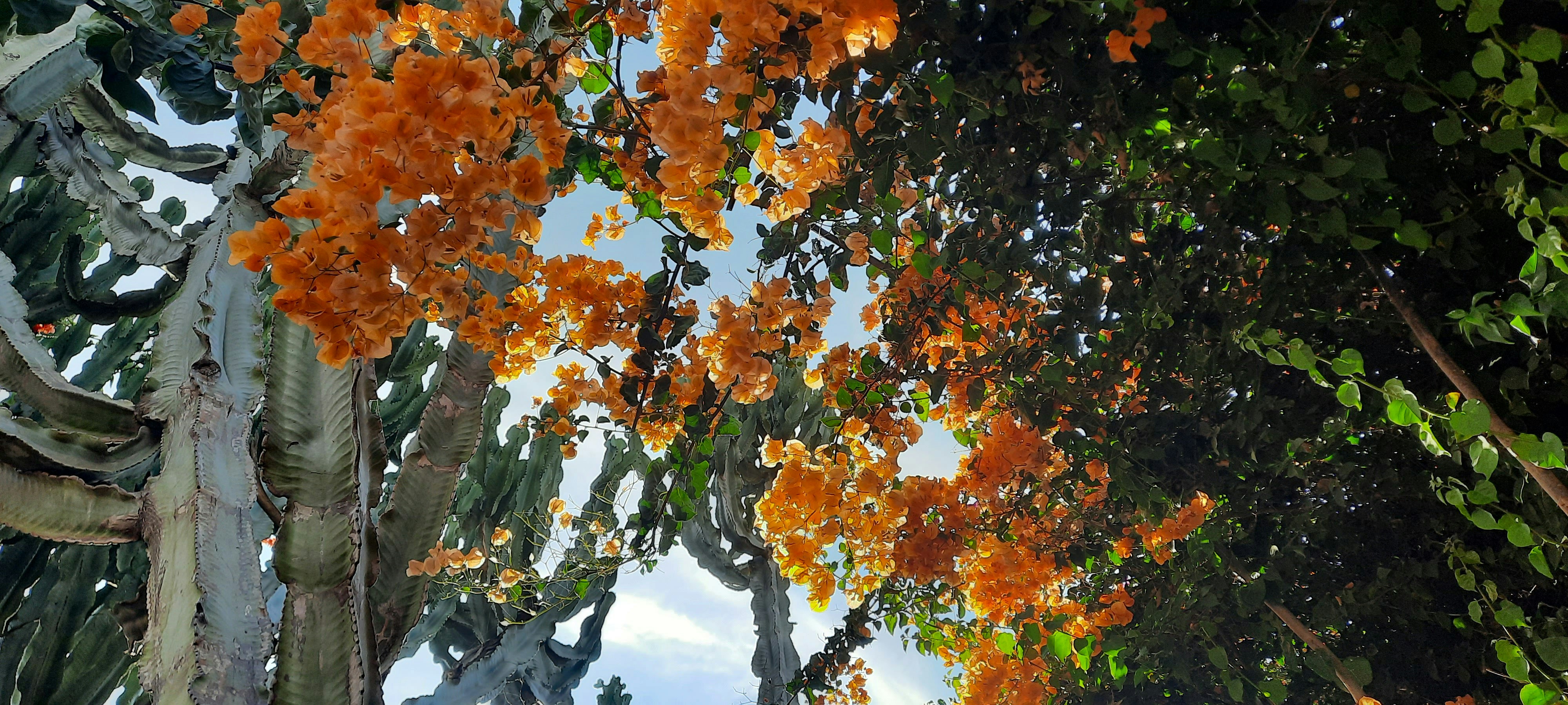 Orange flowers adorn tree branches against a bright sky backdrop.