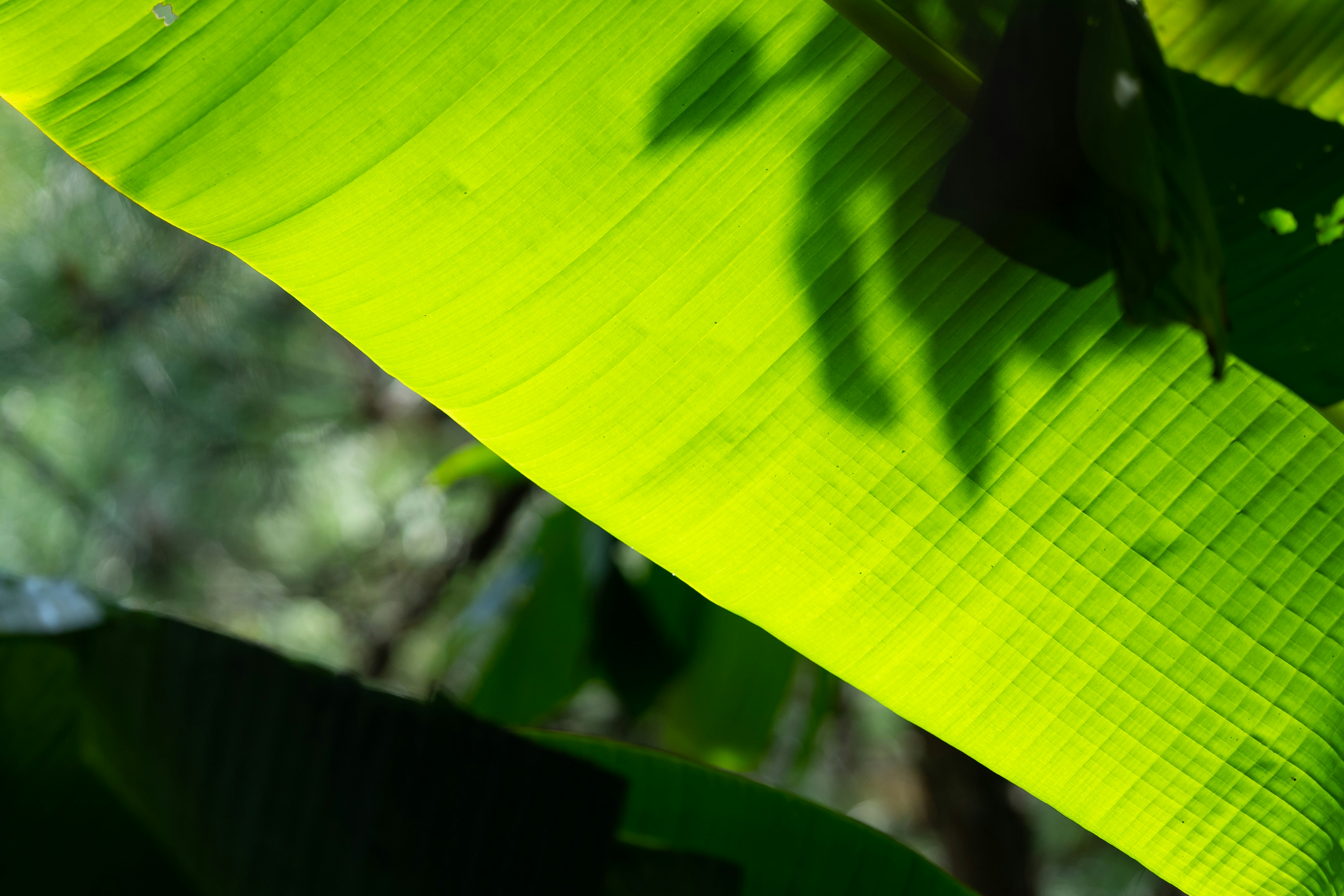 a close up of a green leaf with a blurry background