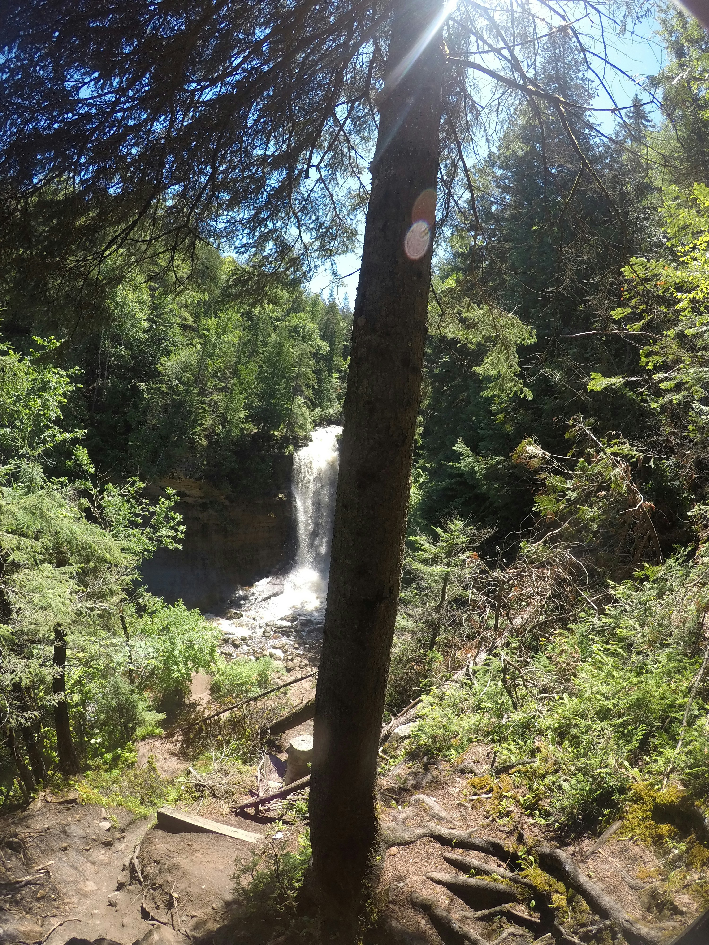 Sunlit Cascade Framed by a Forest Sentinel
