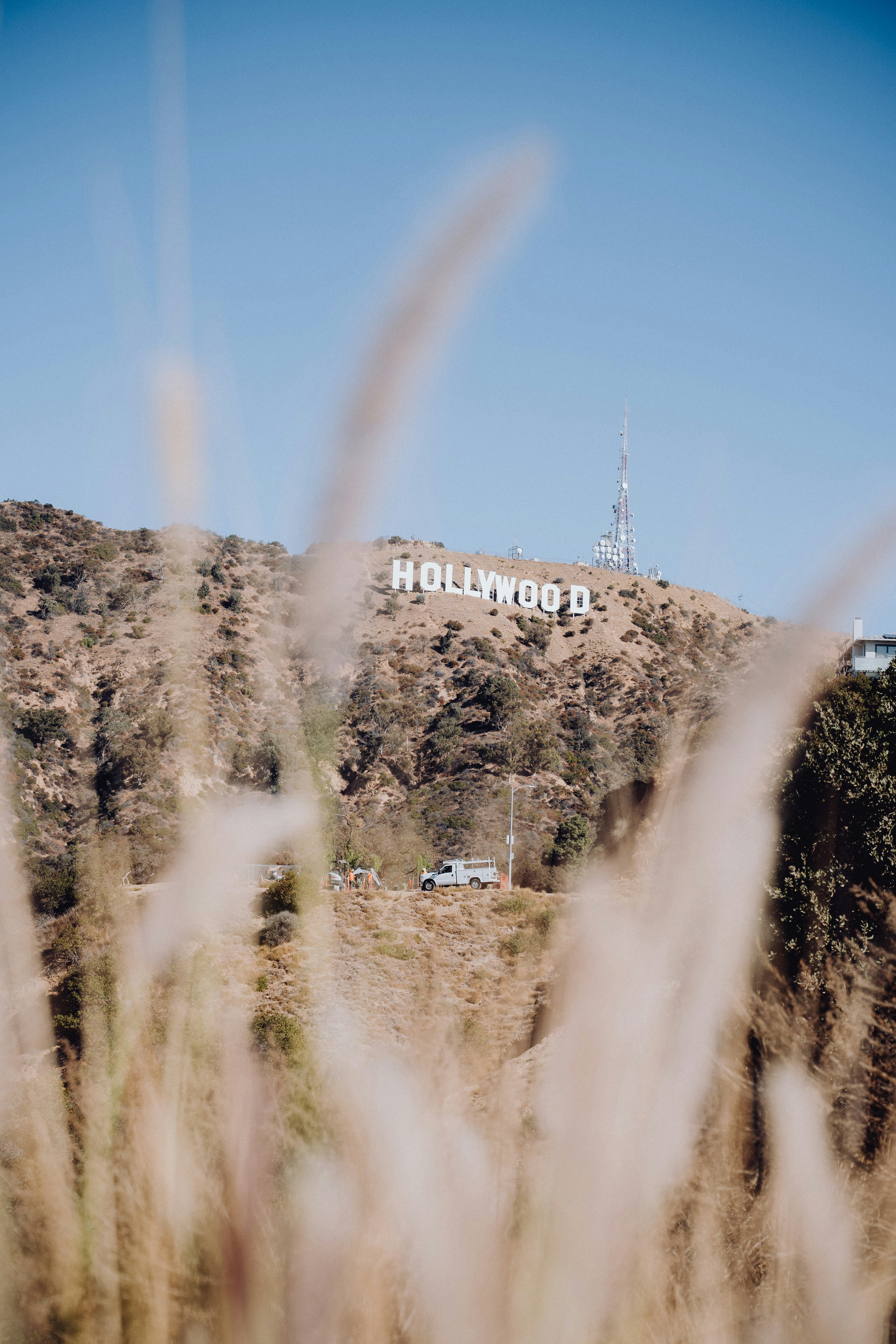Hollywood Sign Beyond the Tall Grass