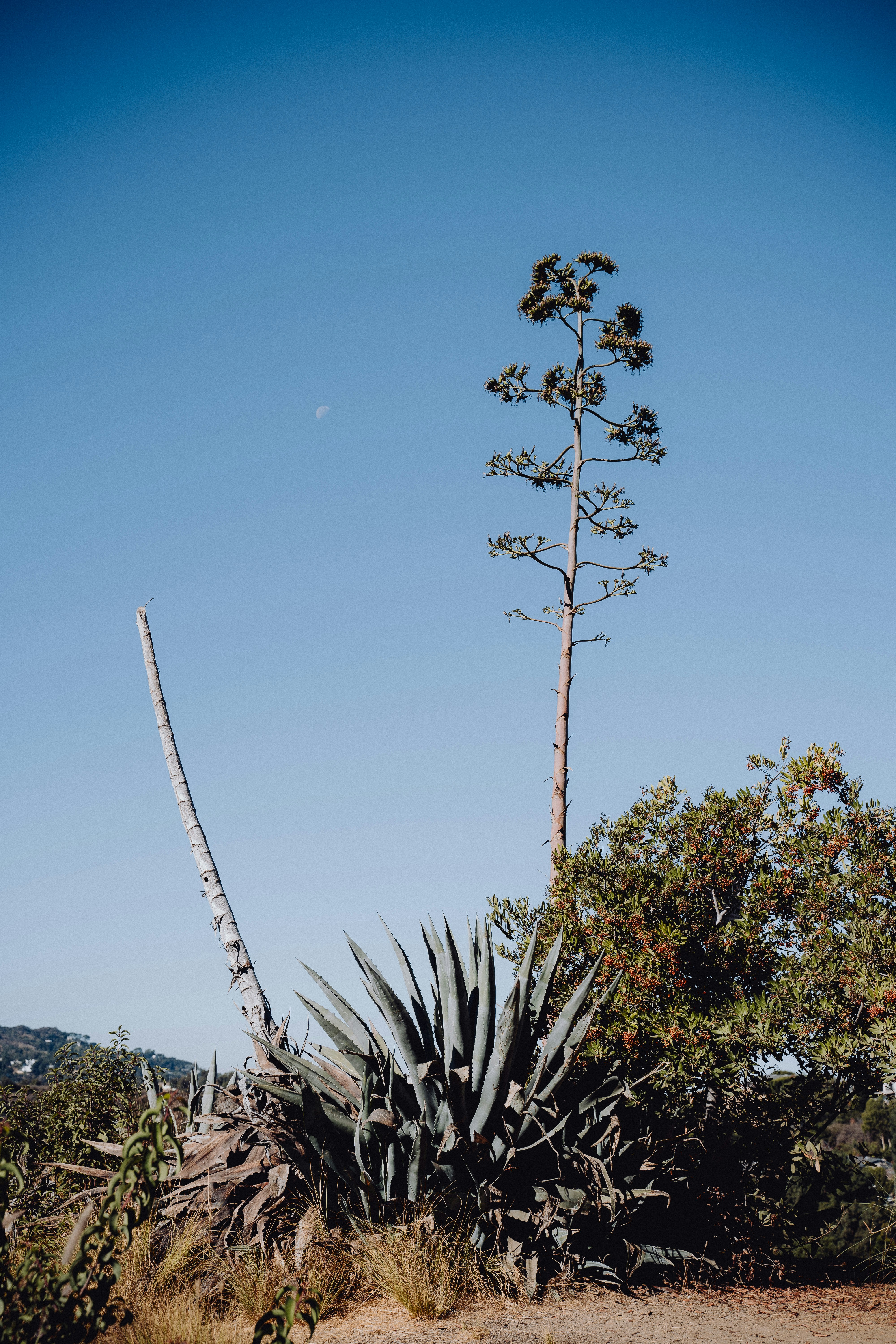 A tall tree reaches skyward beside a cluster of agave plants under a clear blue sky, with a hint of the moon visible in the background.