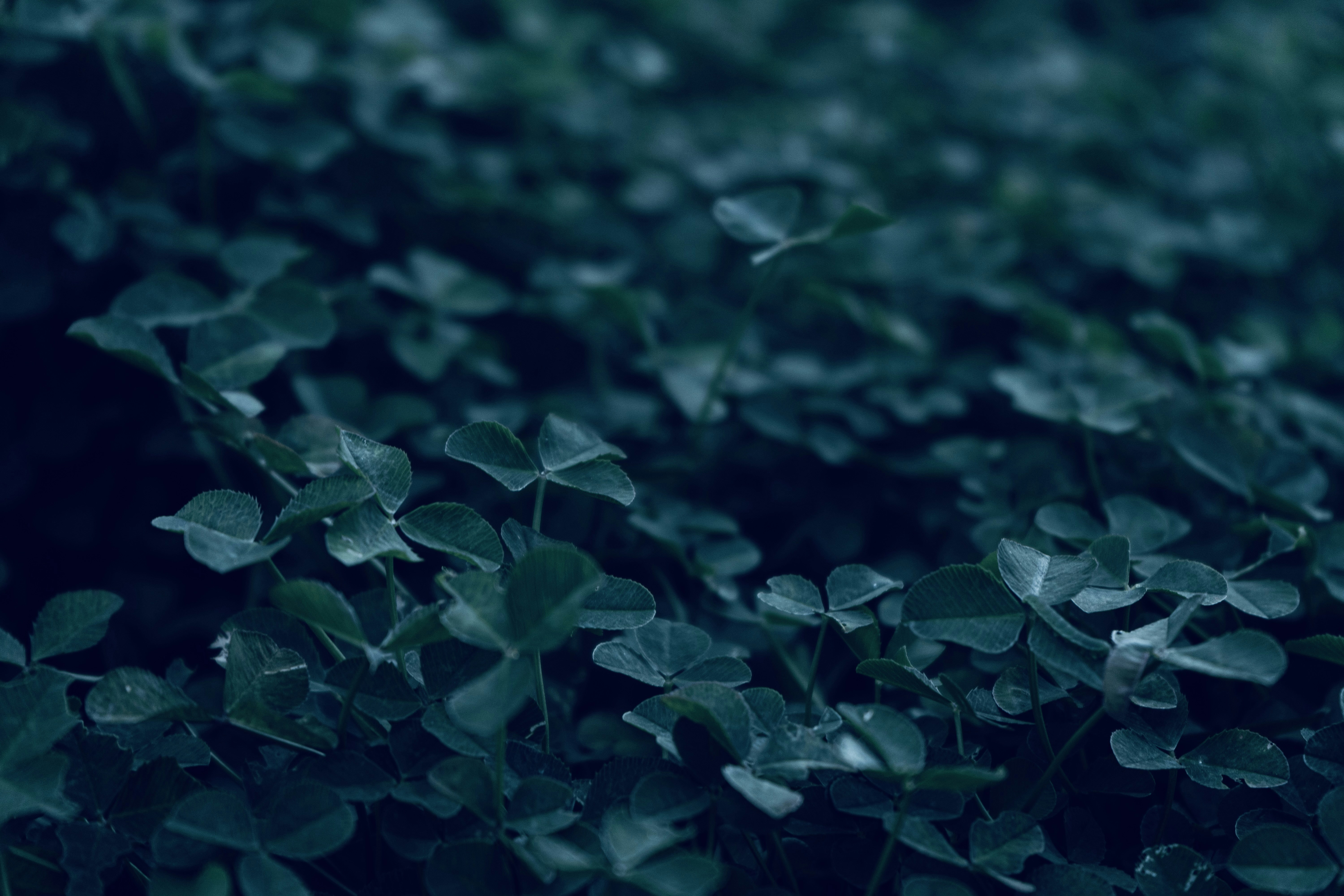 Clover Leaf Pictures | Download Free Images on Unsplash