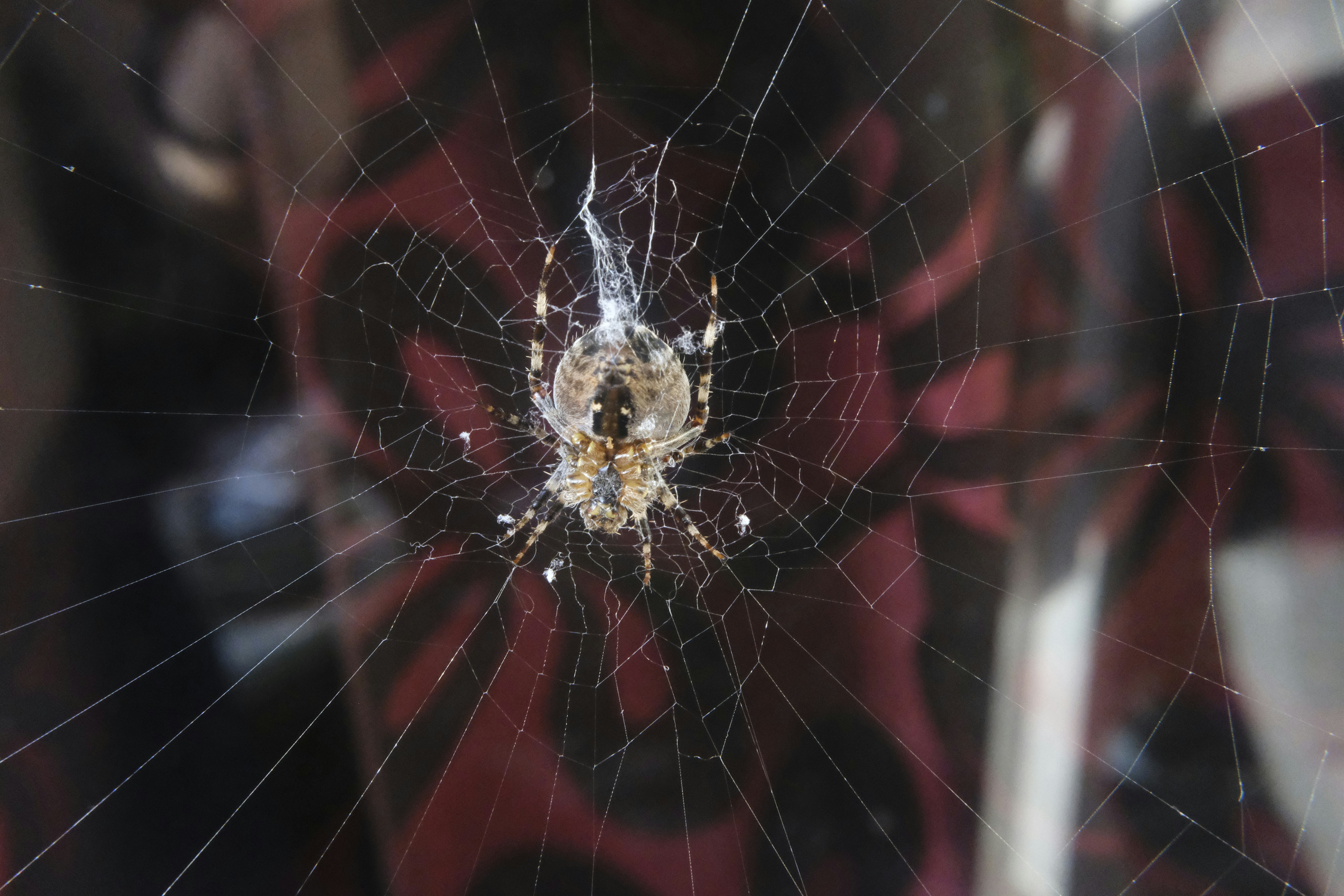 Silk Compass: Orb Weaver at the Center of a Gossamer Web