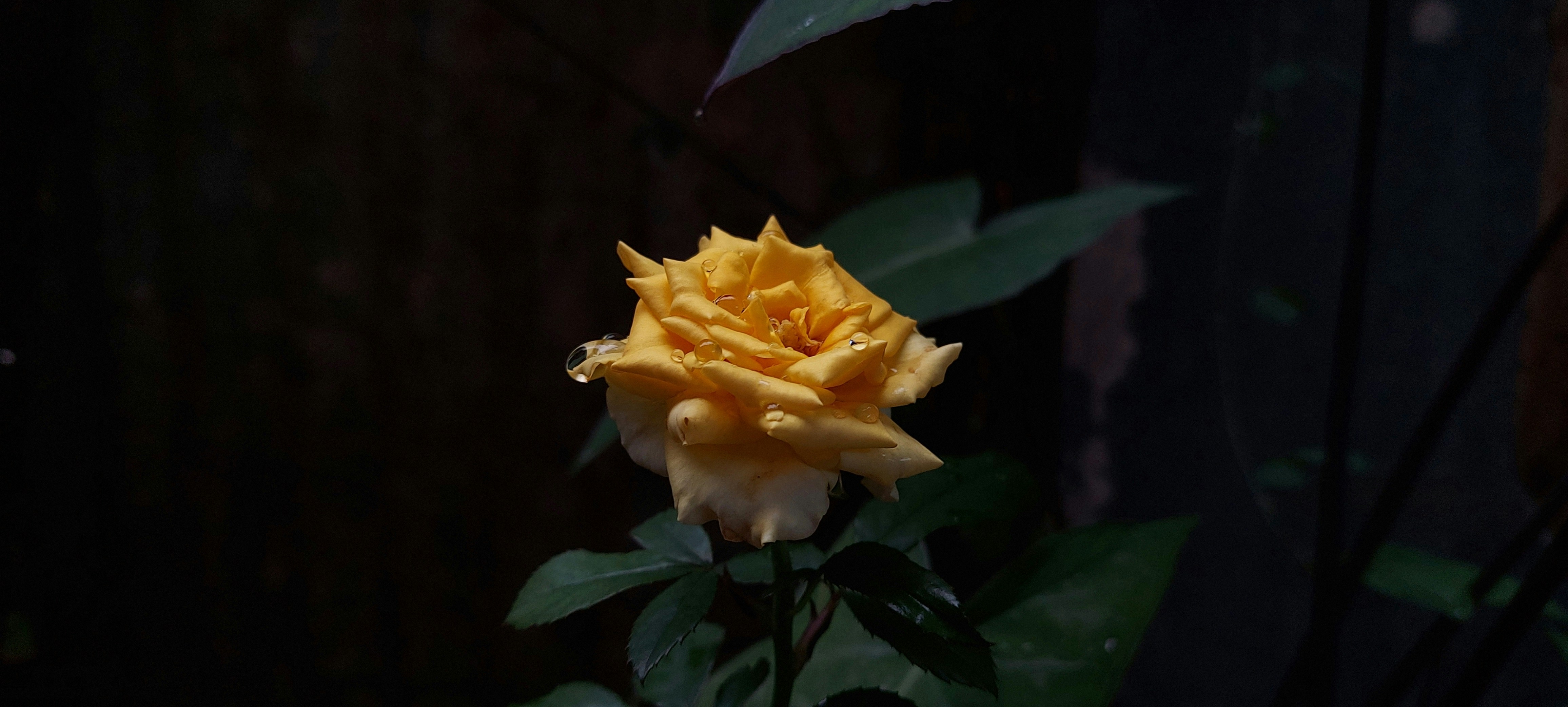 Yellow Rose in Low Light: Quiet Luminescence in a Night Garden