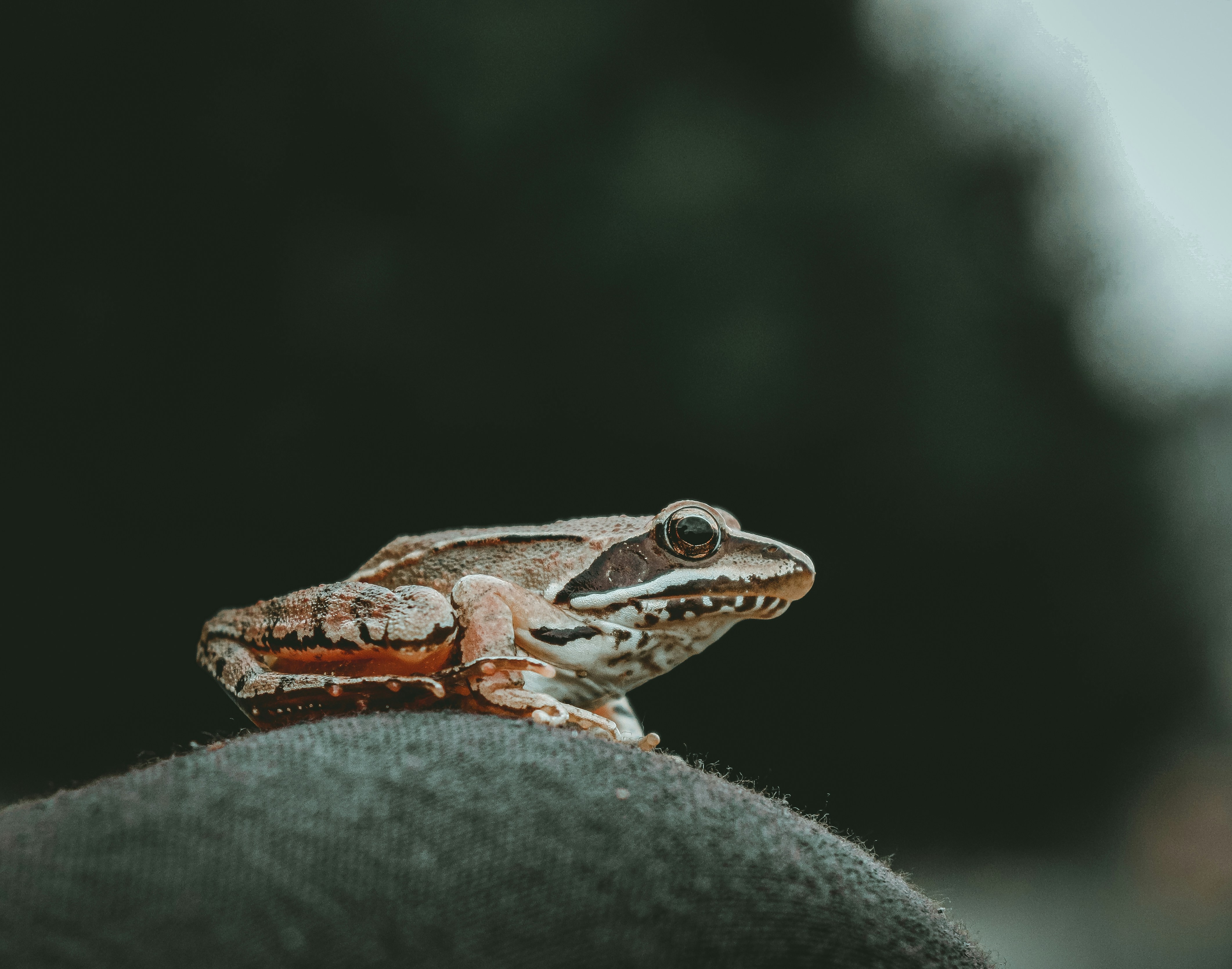 A close up of a frog on a person's arm photo – Free Animal Image on ...
