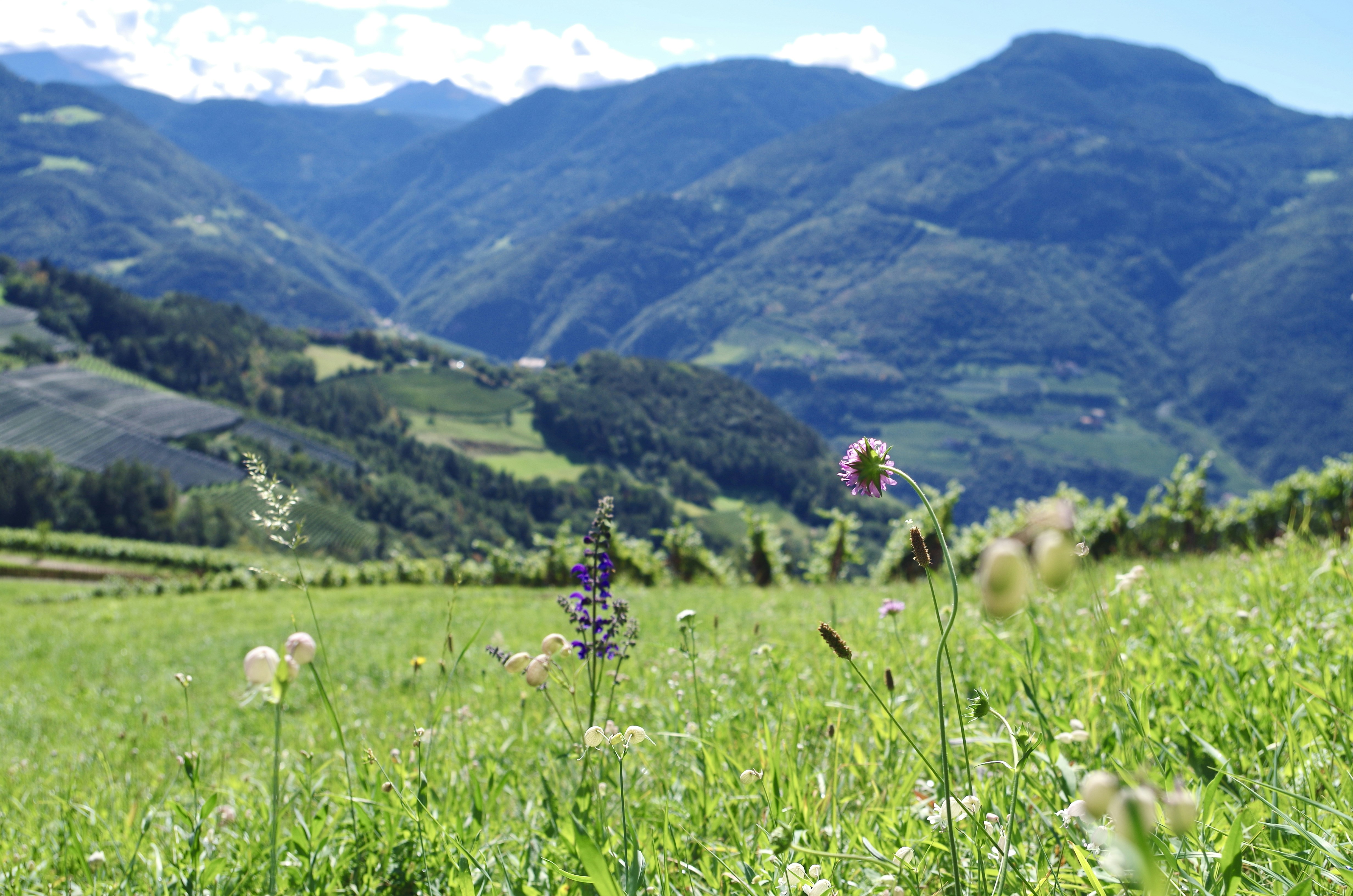 Vibrant wildflowers bloom in a lush alpine meadow, with rolling green hills and majestic mountains in the background.