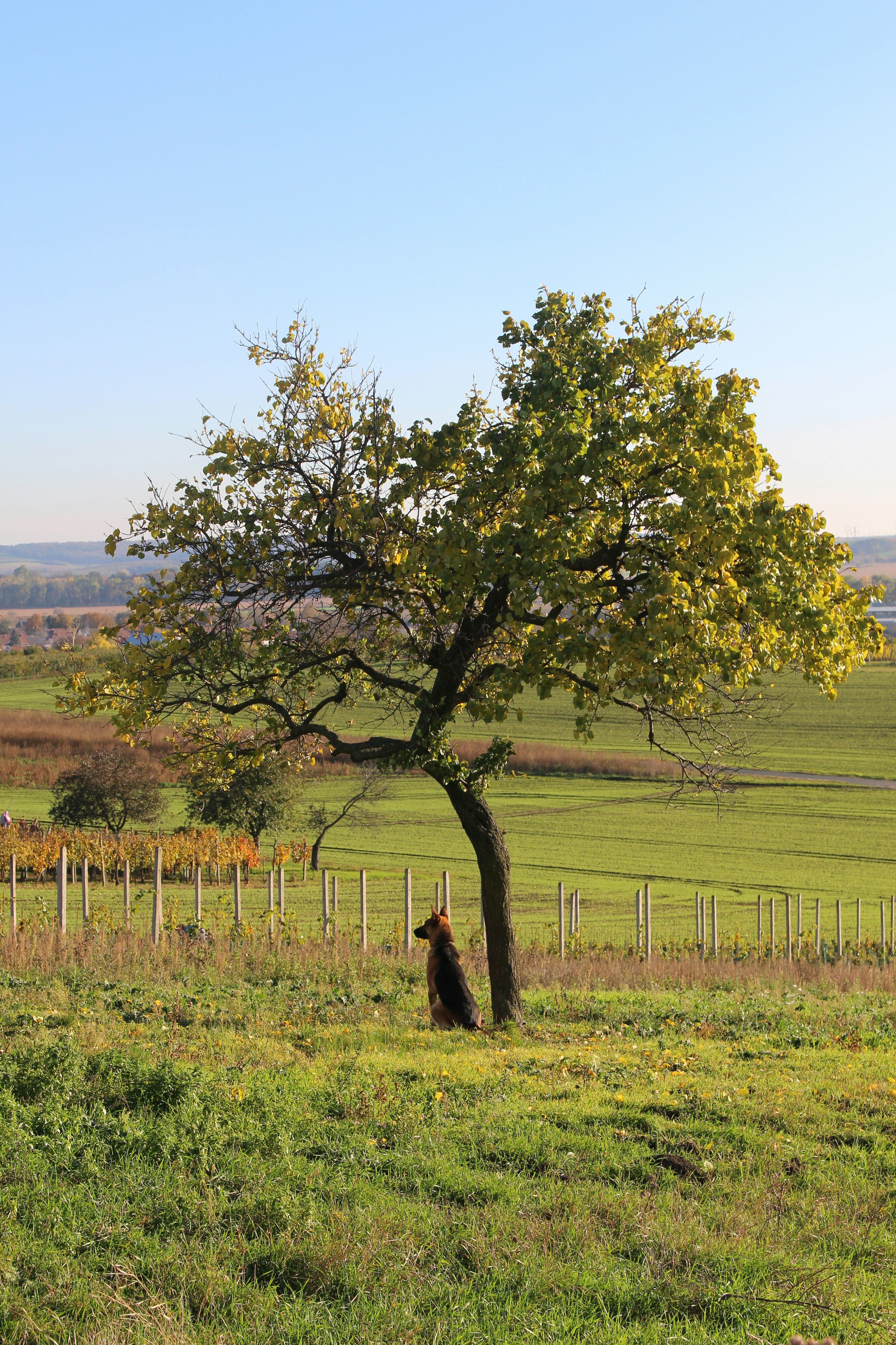 A dog sitting under a tree in a field photo – Free Nature Image on Unsplash