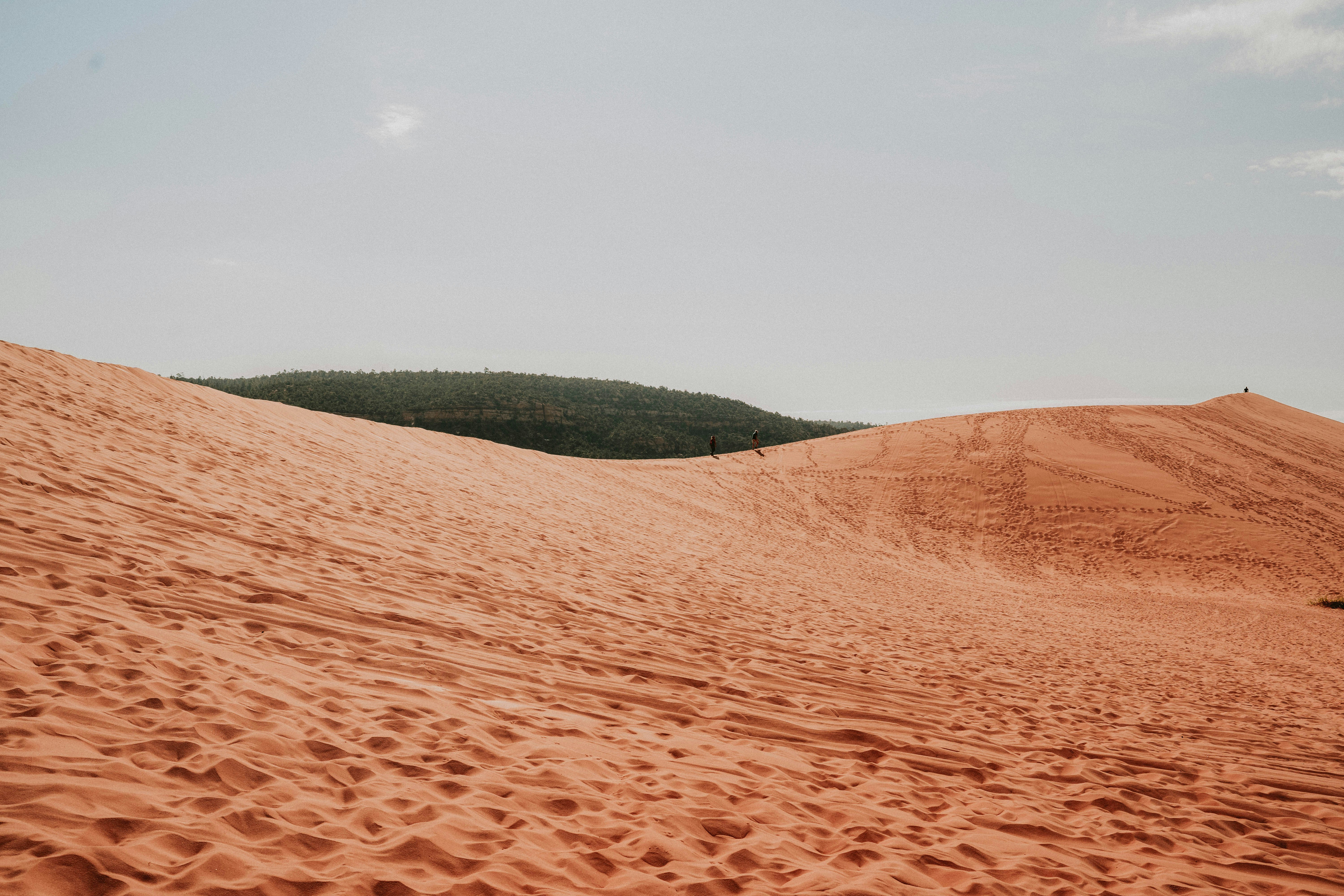 Cresting Silence: Ribbons of Sand Meet a Green Horizon