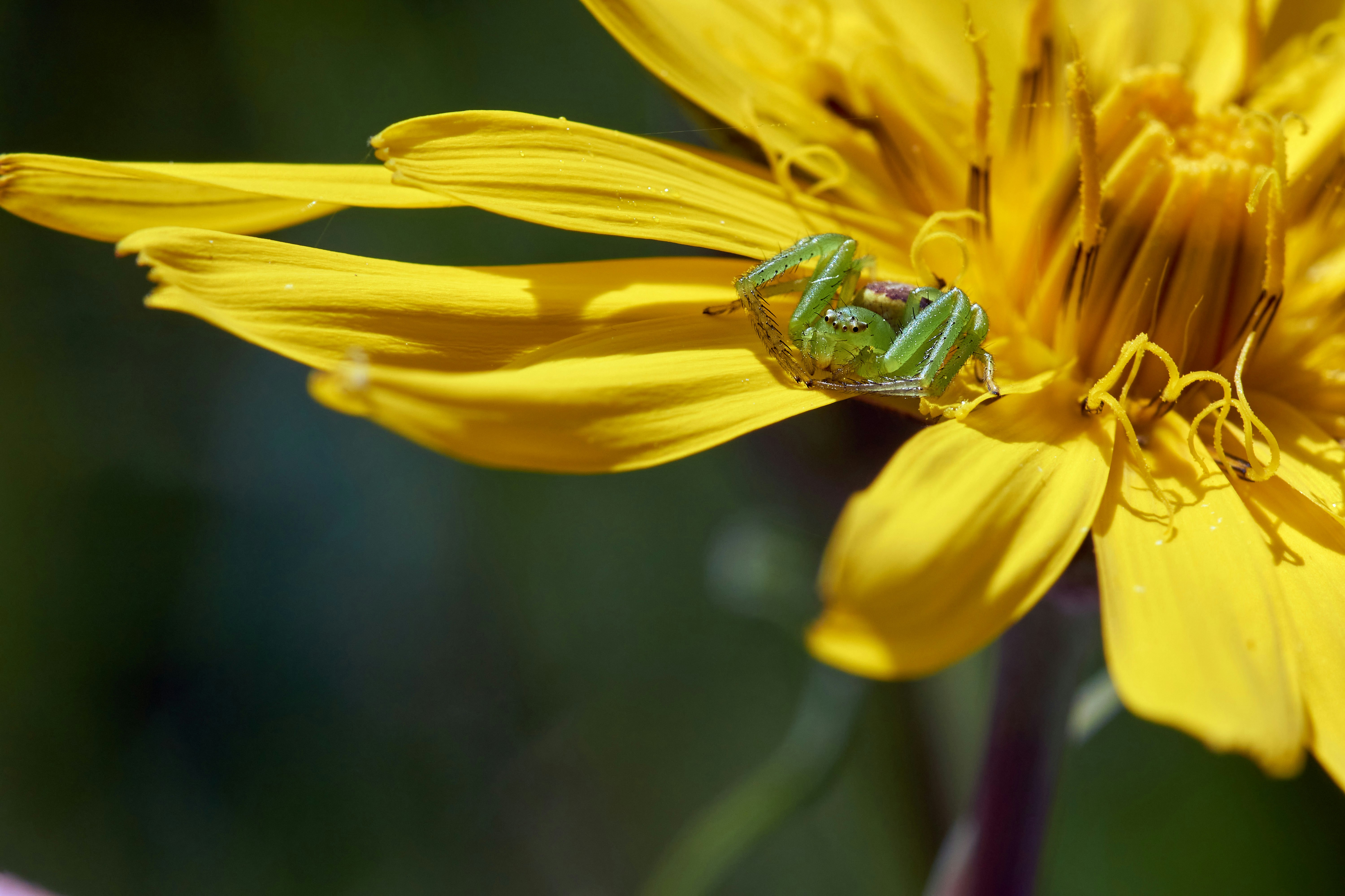 A green spider perched delicately on a vibrant yellow flower, showcasing the intricate details of both the insect and the bloom.