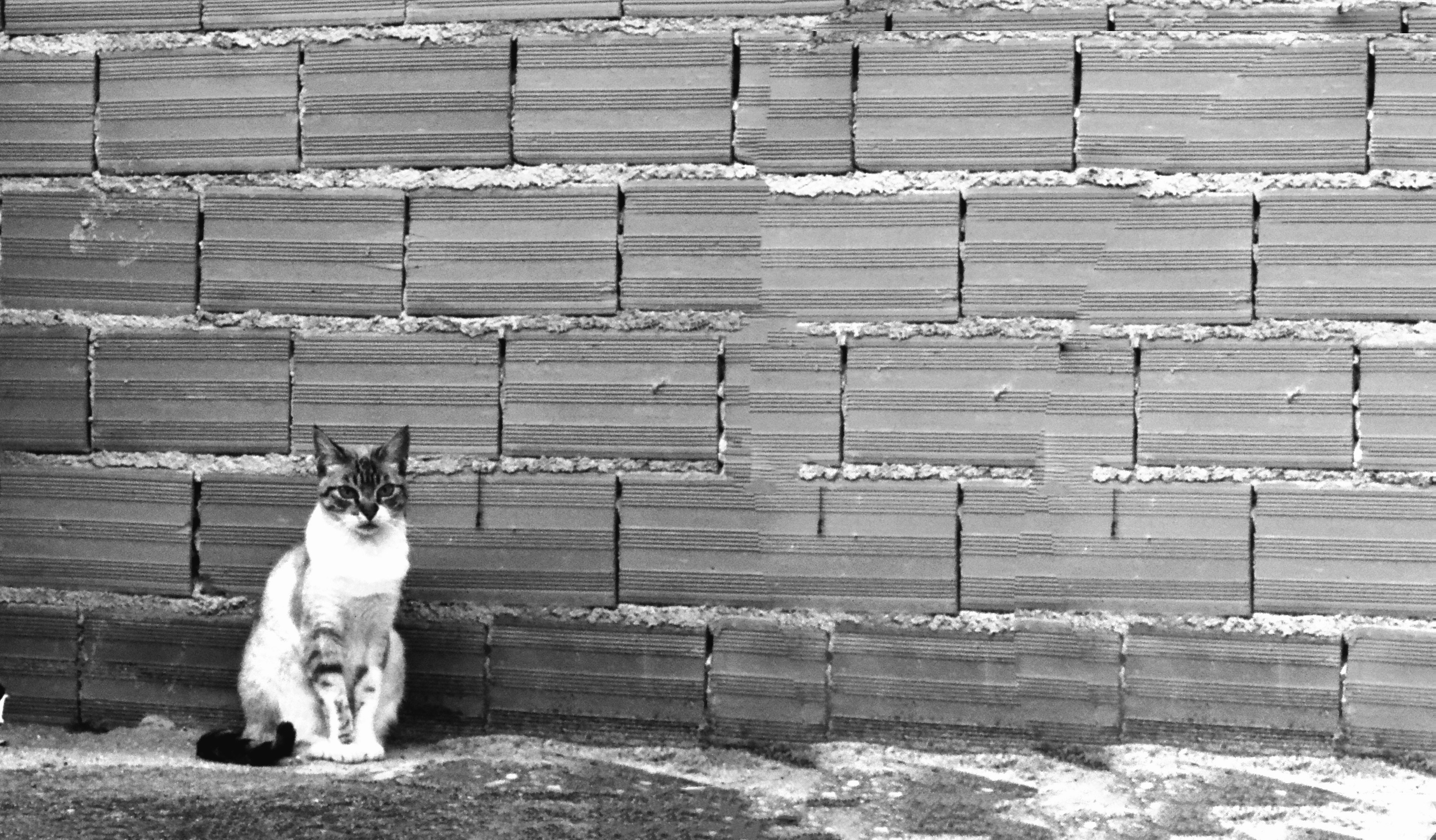 Solitary Cat at the Base of a Tiered Brick Wall