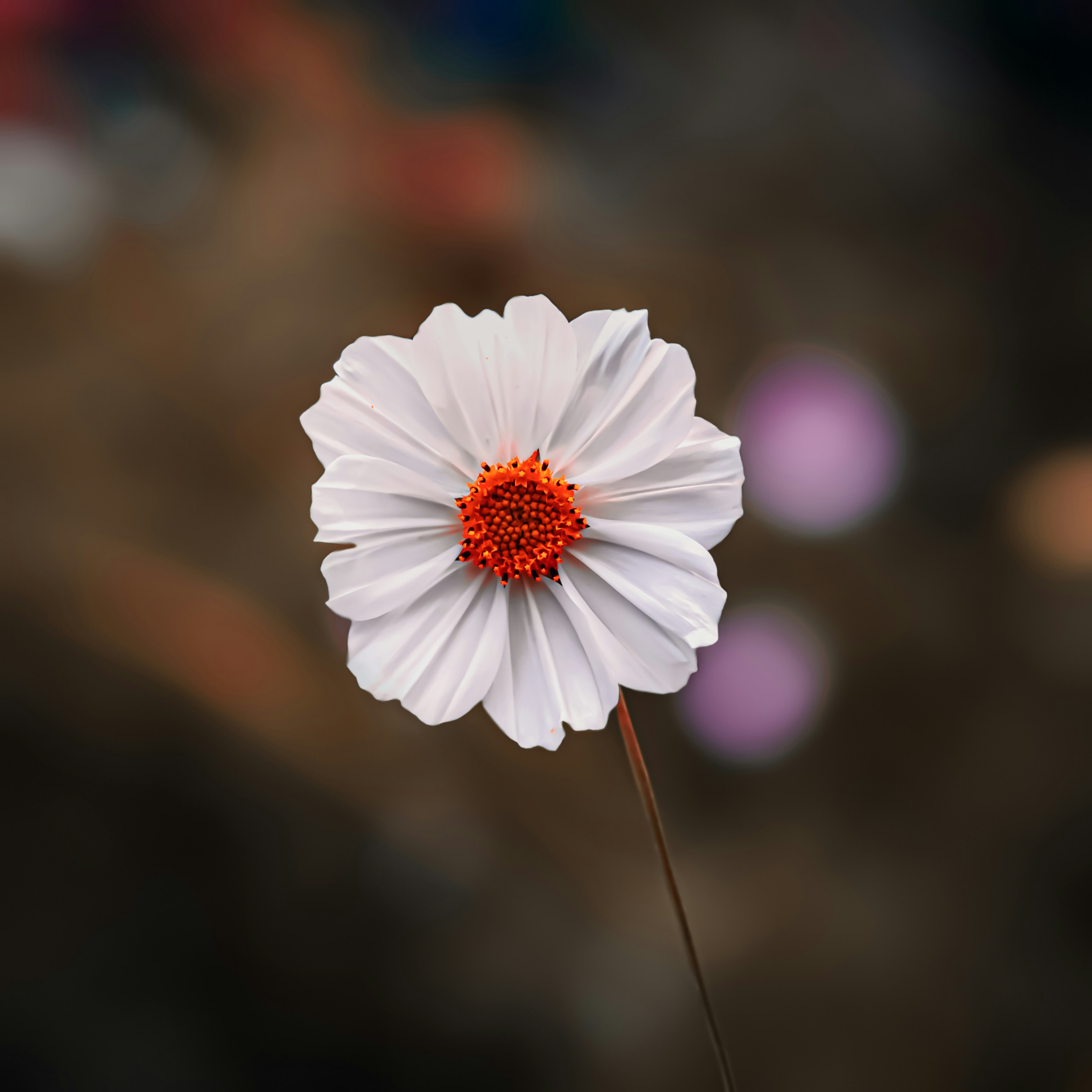 Petal-centered Focus: A lone white bloom with a coral heart amid velvet bokeh
