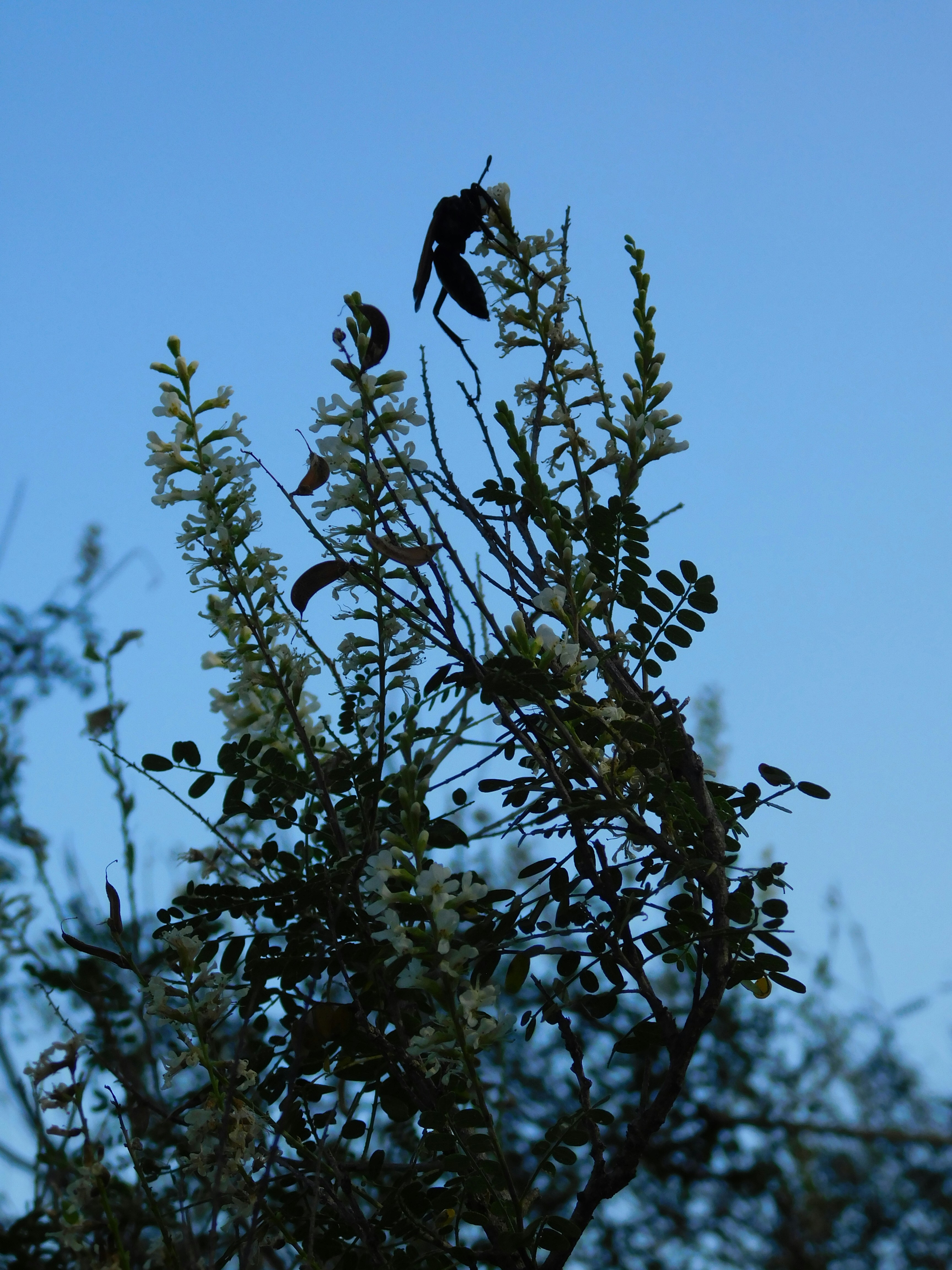 Azure Sky Silhouettes: Branches Reaching Toward the Light