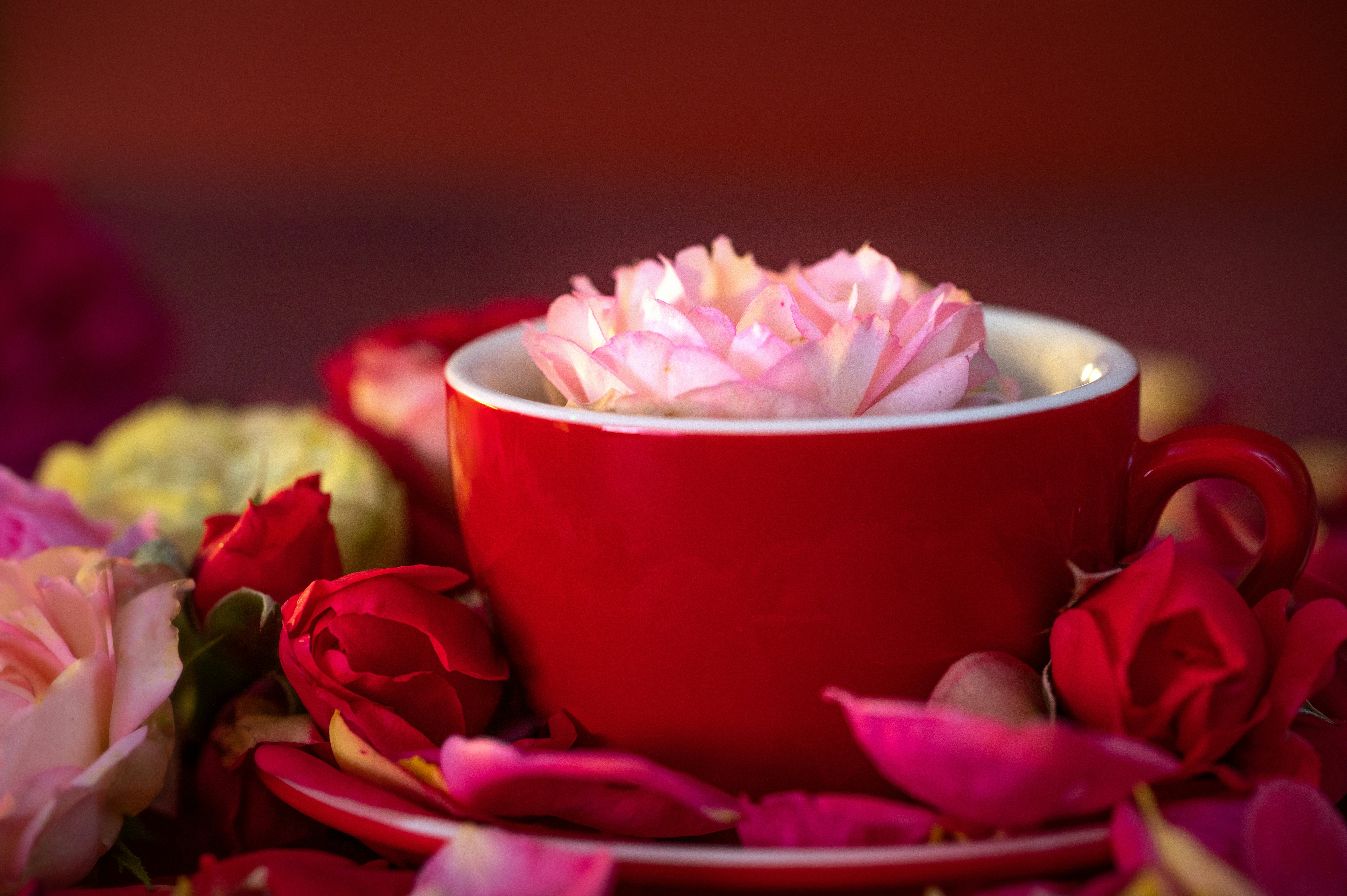 Une tasse rouge avec une fleur rose dedans photo – Photo Tasse de thé à ...