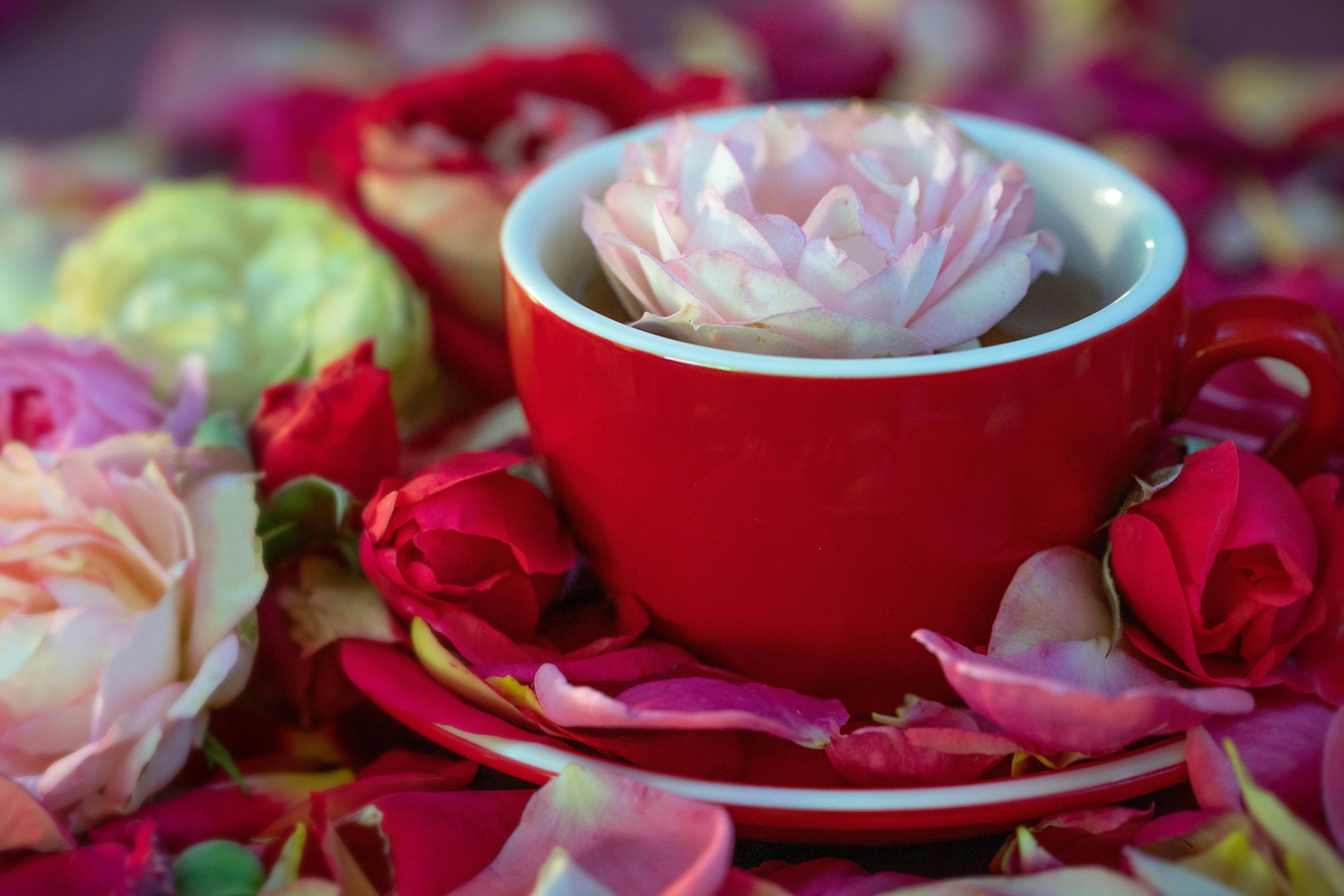 Floral Tea: A Pink Rose Nestled in a Crimson Cup