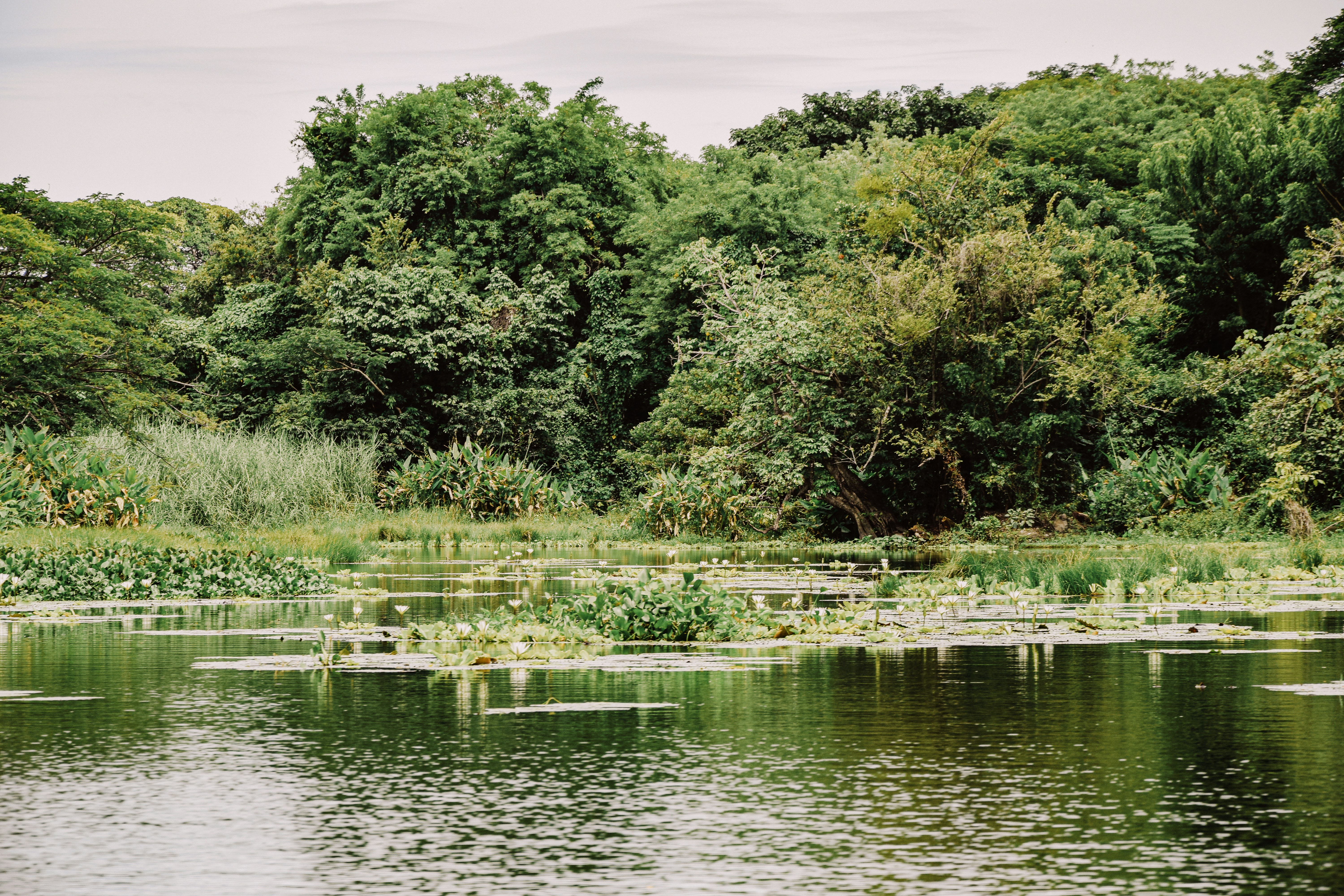 a body of water surrounded by lush green trees