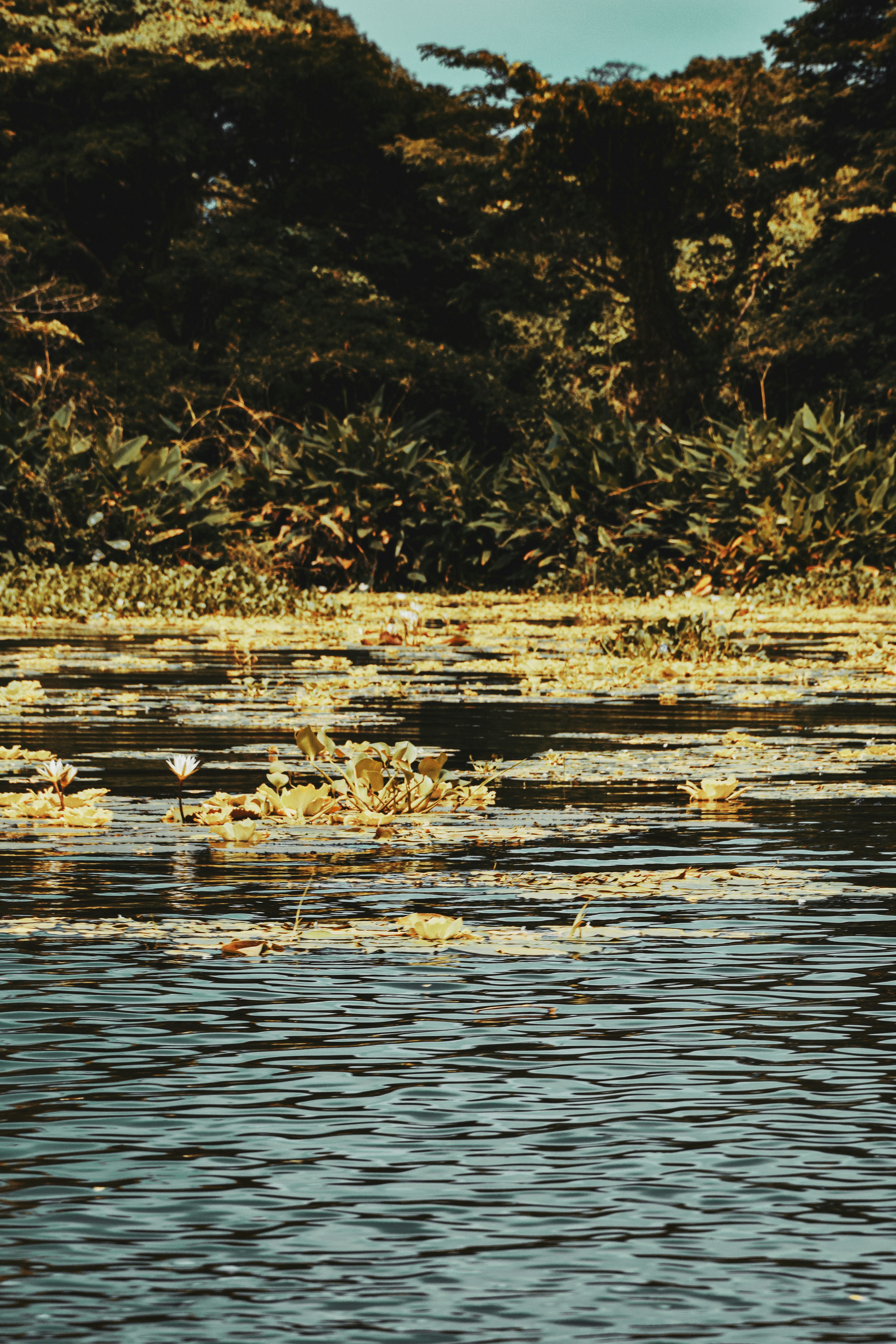 Golden Hour Lily Pads Framing a Quiet Pond