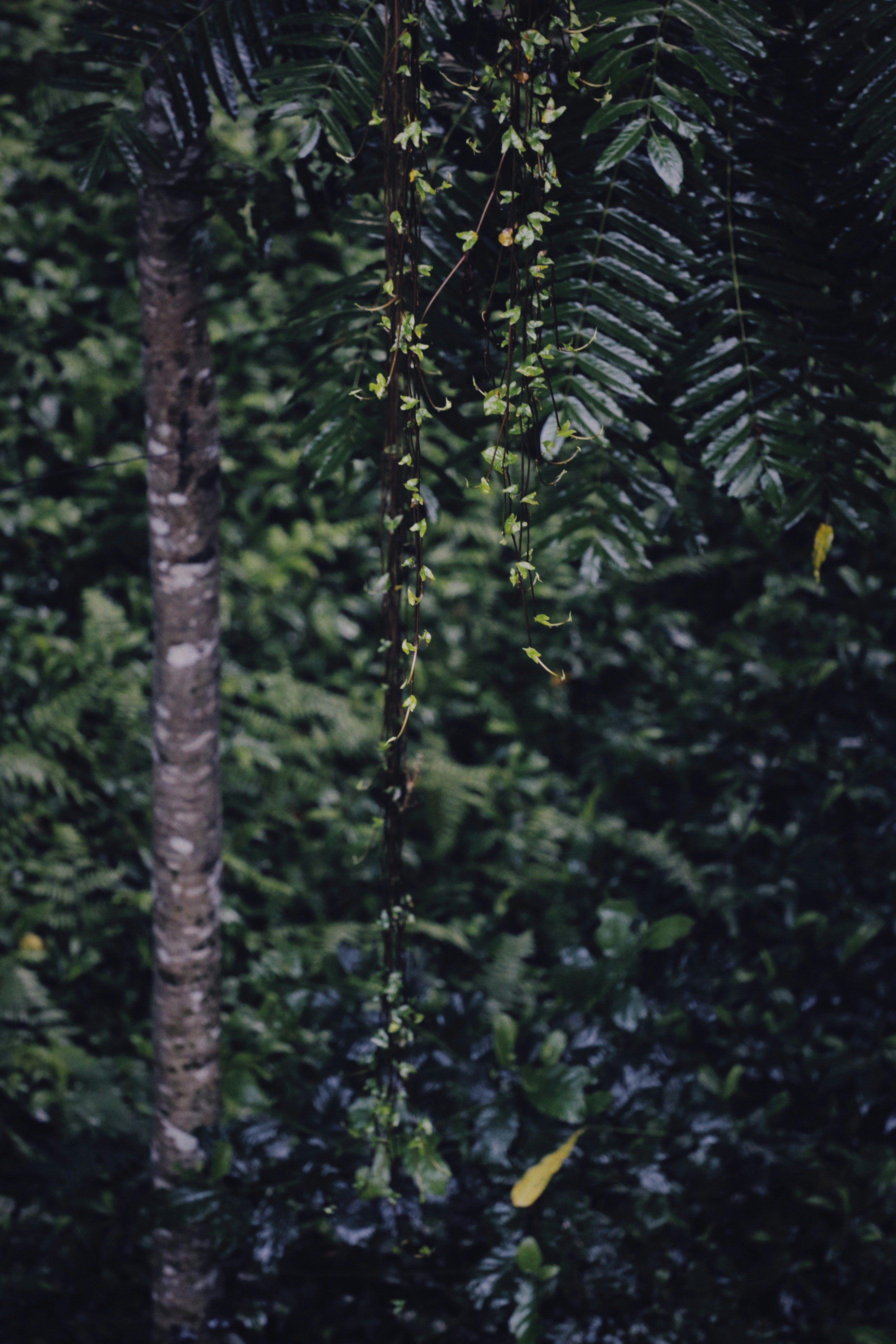 Pendant Vines: A Quiet Veil in the Rainforest Understory