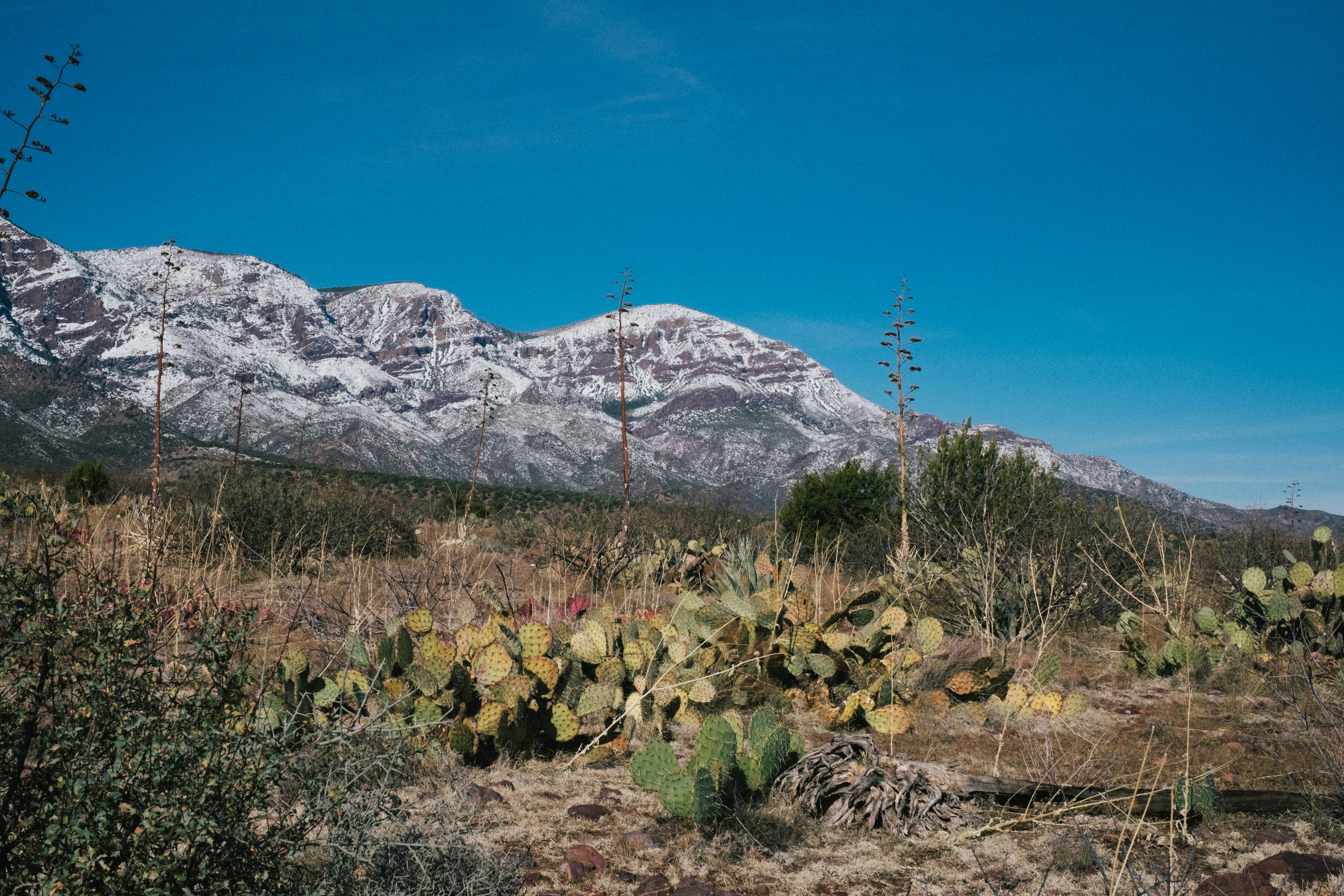 Snow-Crowned Ridge Over a Desert of Prickly Pear