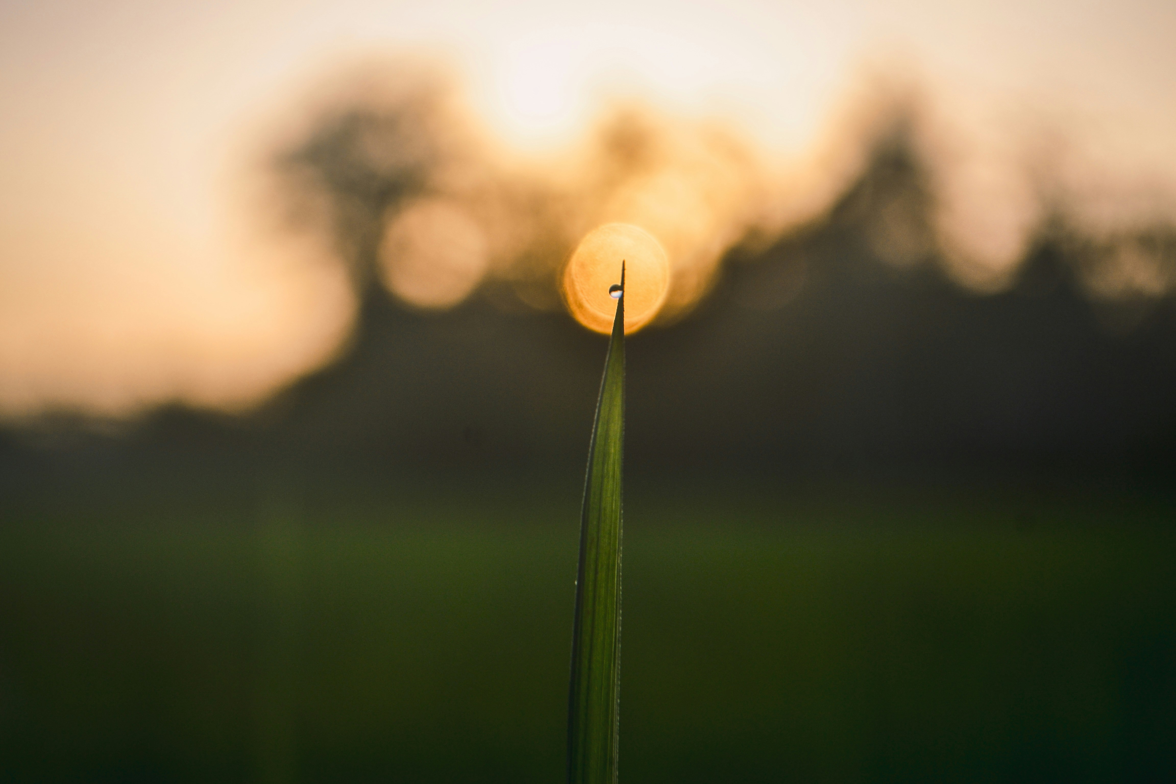 A single blade of grass stands tall against a blurred sunset backdrop, capturing the tranquility of early morning light.