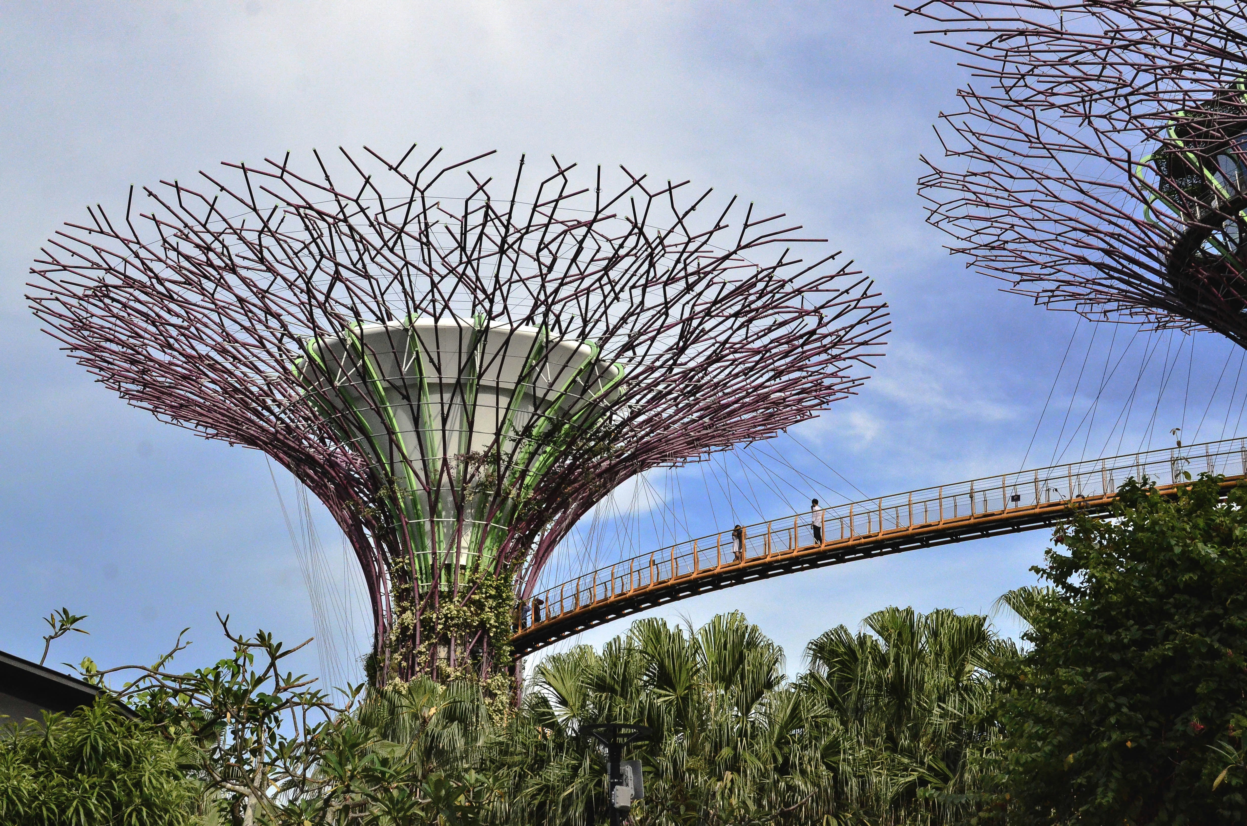 A very tall tree with a bridge in the background photo – Free Singapore ...