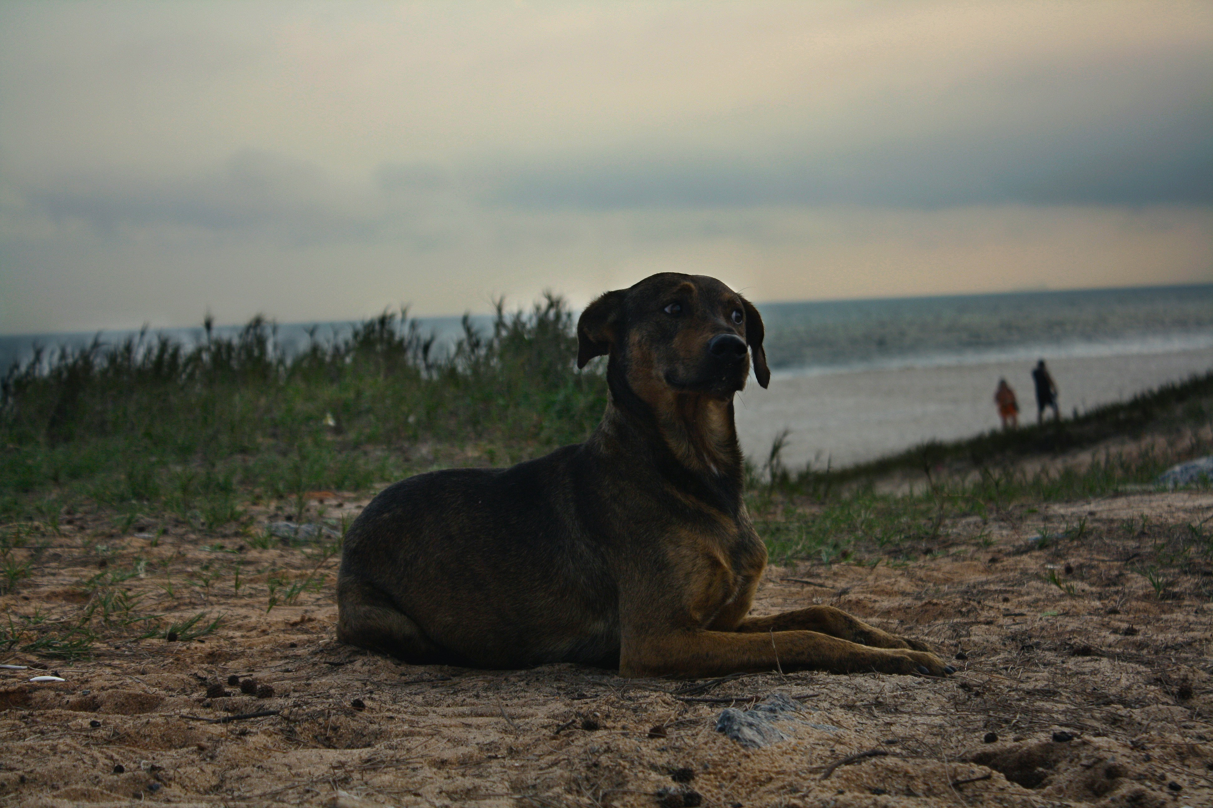 Dog lounging on sandy beach with ocean backdrop and distant figures walking along the shore.