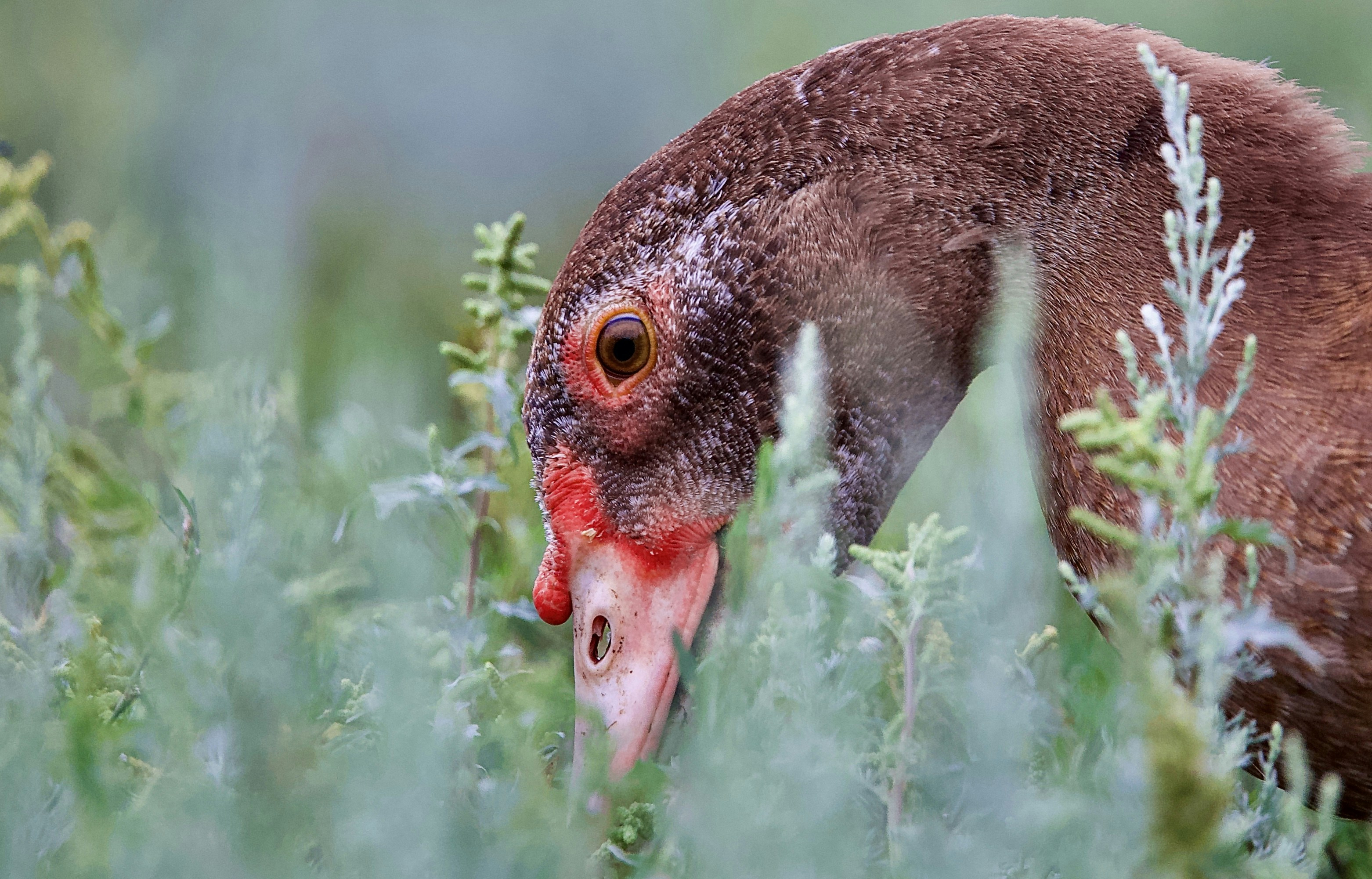 Muscovy Duck in the Grass: Red Caruncles and a Watchful Amber Eye