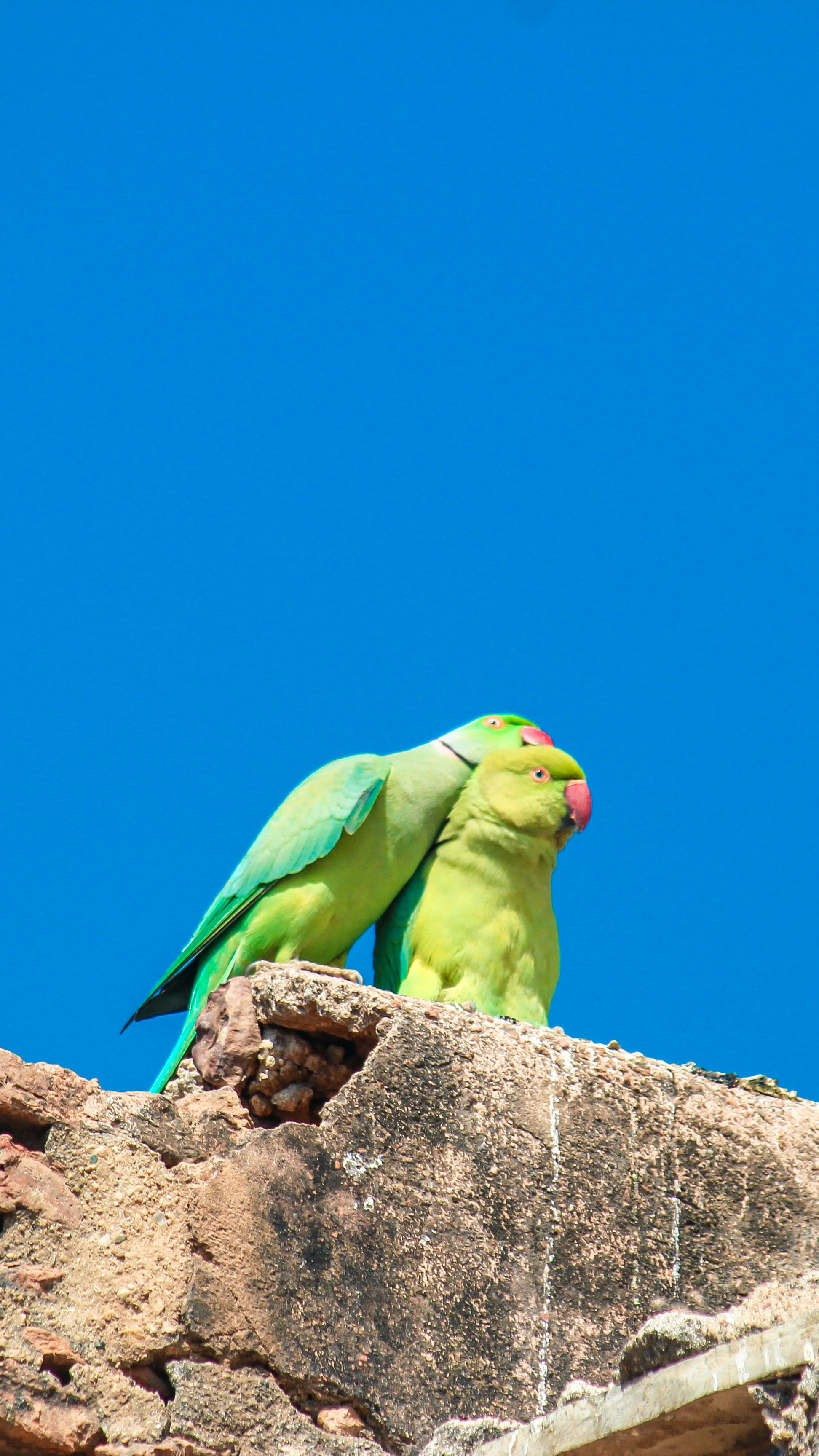 love birds wallpaper
