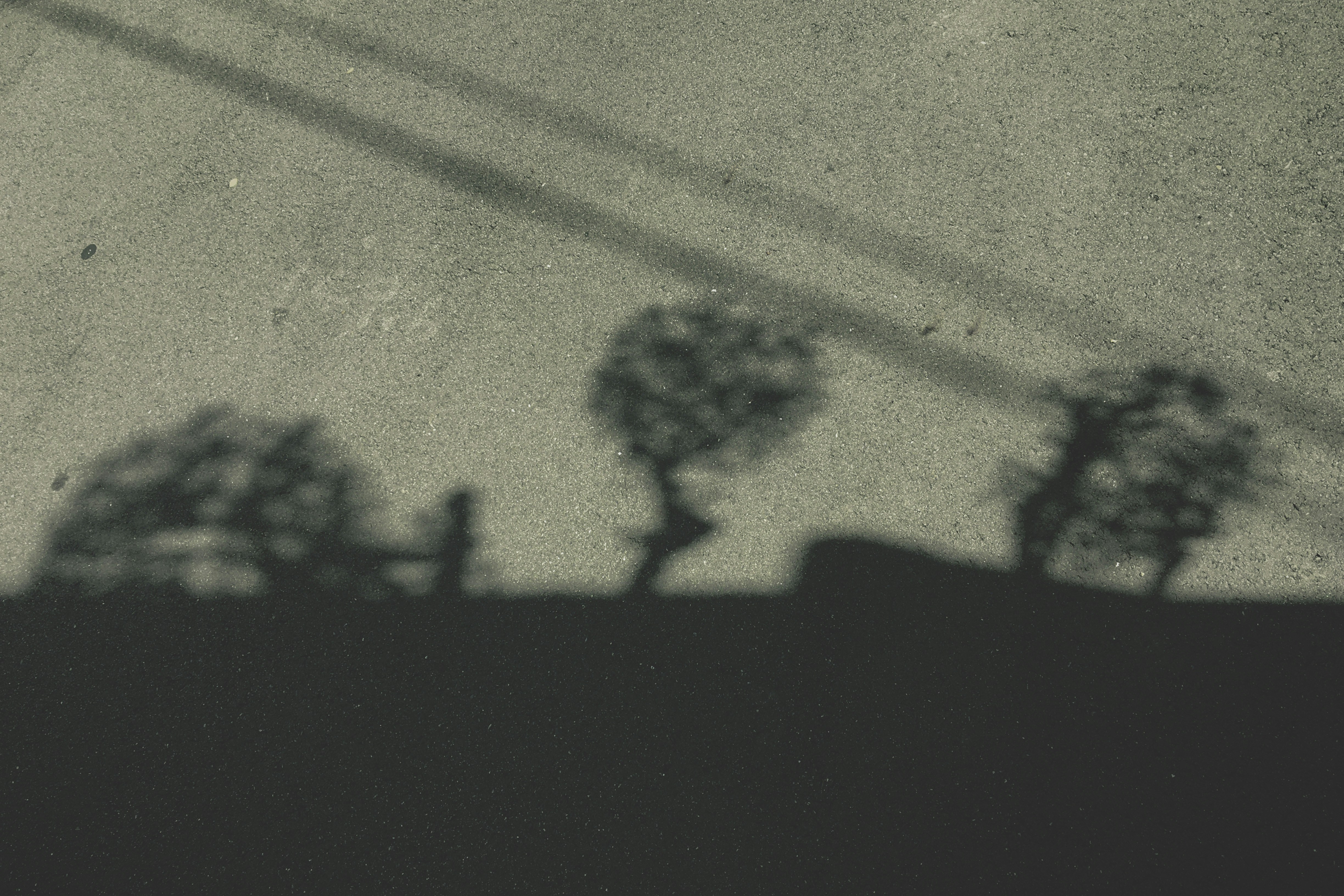 A shadow of three trees on a sidewalk photo – Free Grey Image on Unsplash