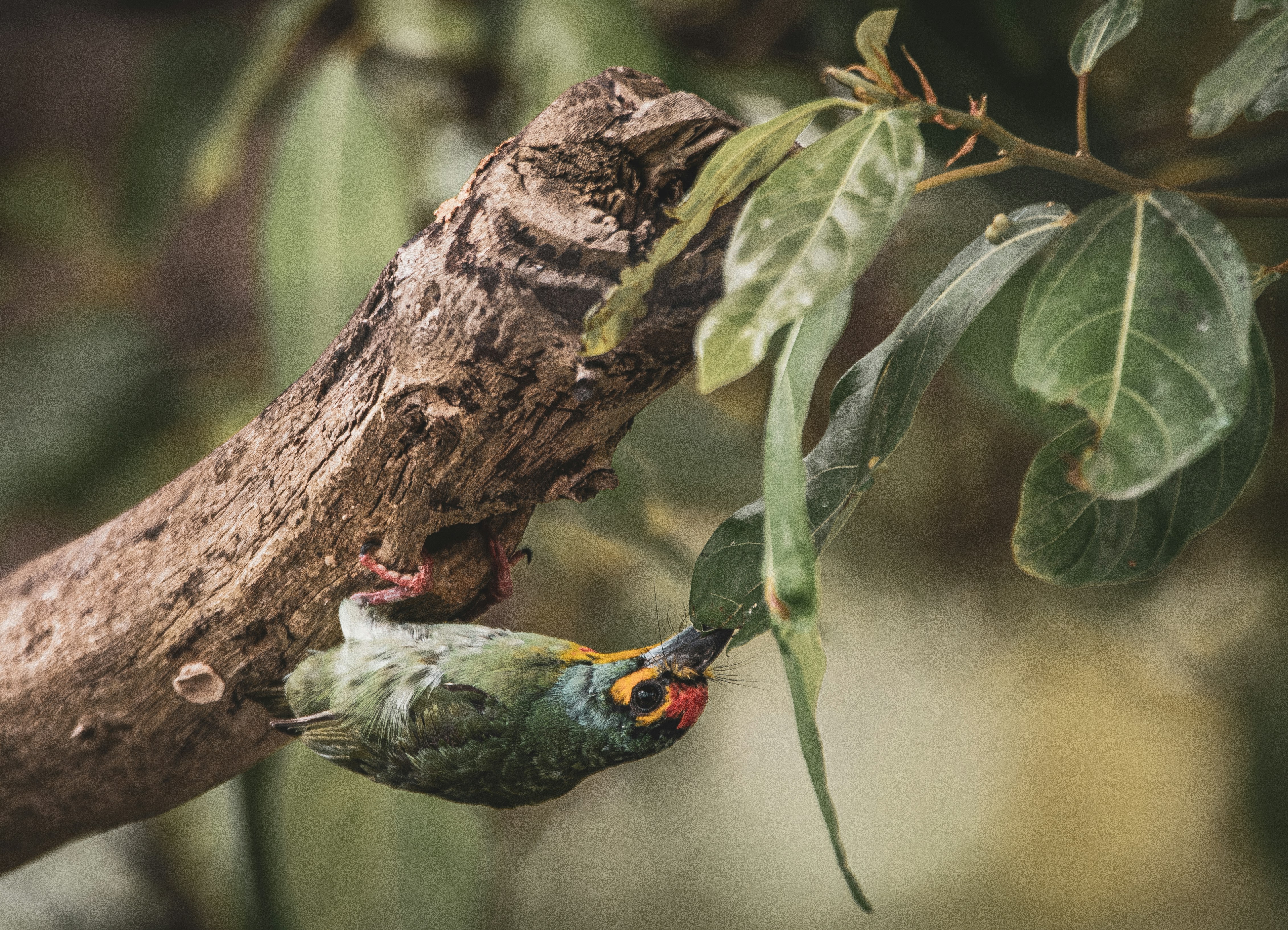 Imágenes de Pico De Tortuga | Descarga imágenes gratuitas en Unsplash