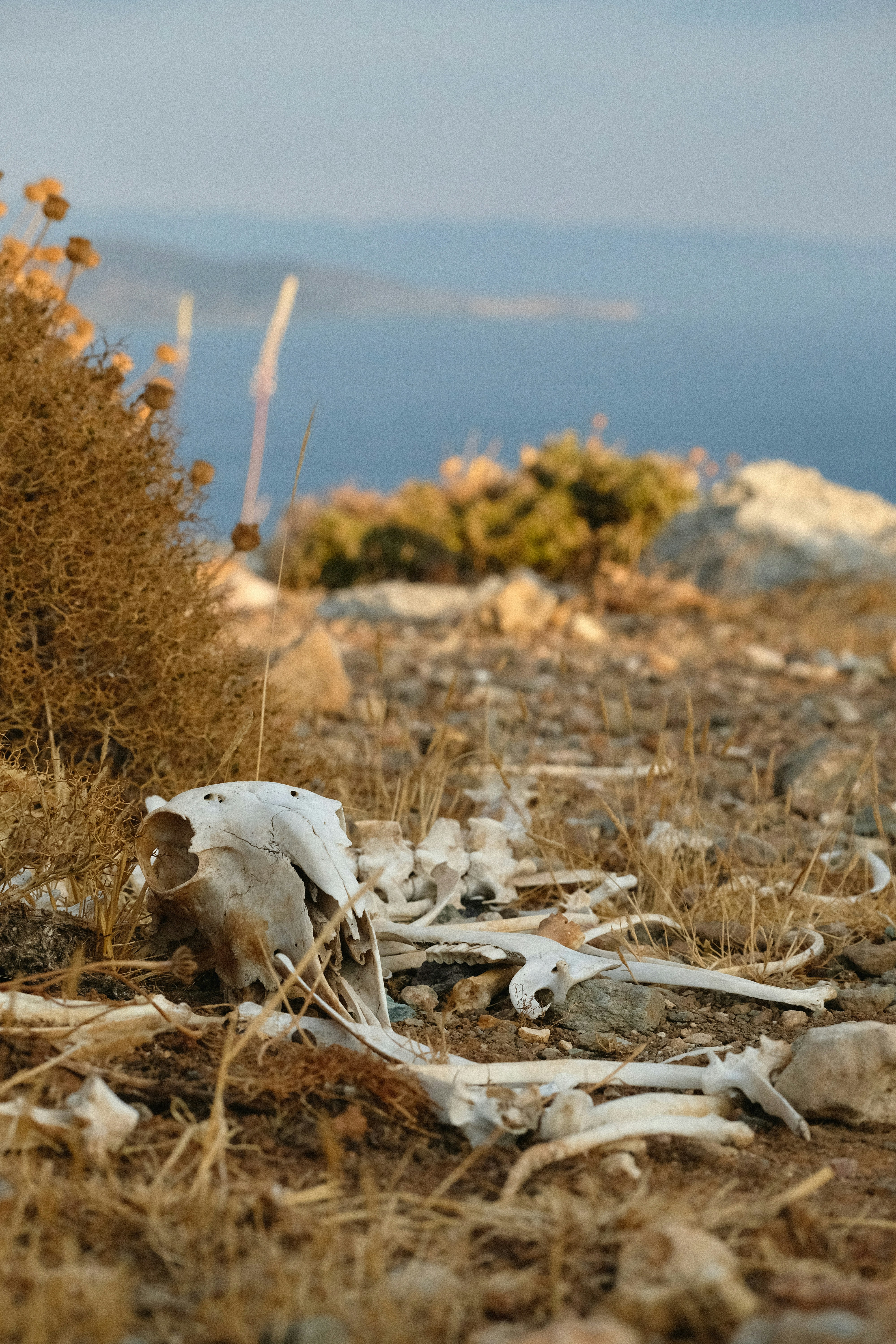 A collection of animal bones scattered among dry grass and stones, set against a backdrop of distant hills and ocean. The scene evokes a sense of history and the passage of time.